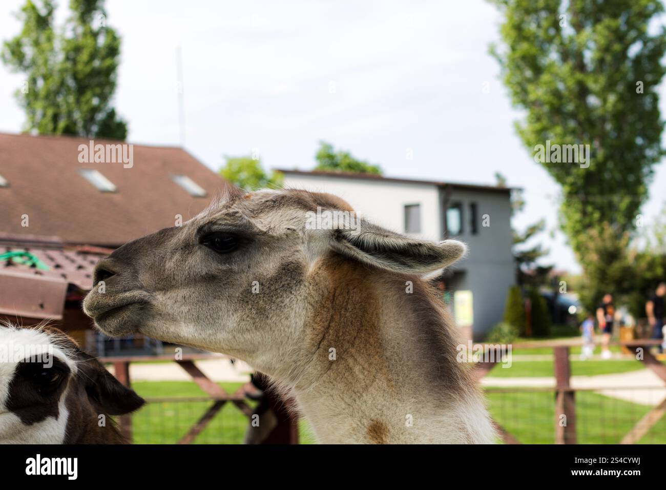 Beautiful wild alpaca raised in captivity Stock Photo - Alamy