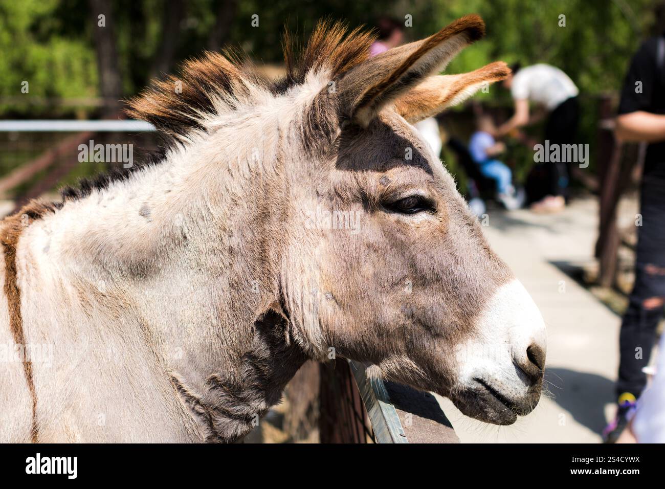 Beautiful animals and birds raised in captivity Stock Photo - Alamy