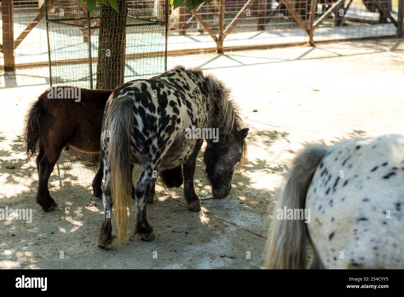 Beautiful animals and birds raised in captivity Stock Photo - Alamy