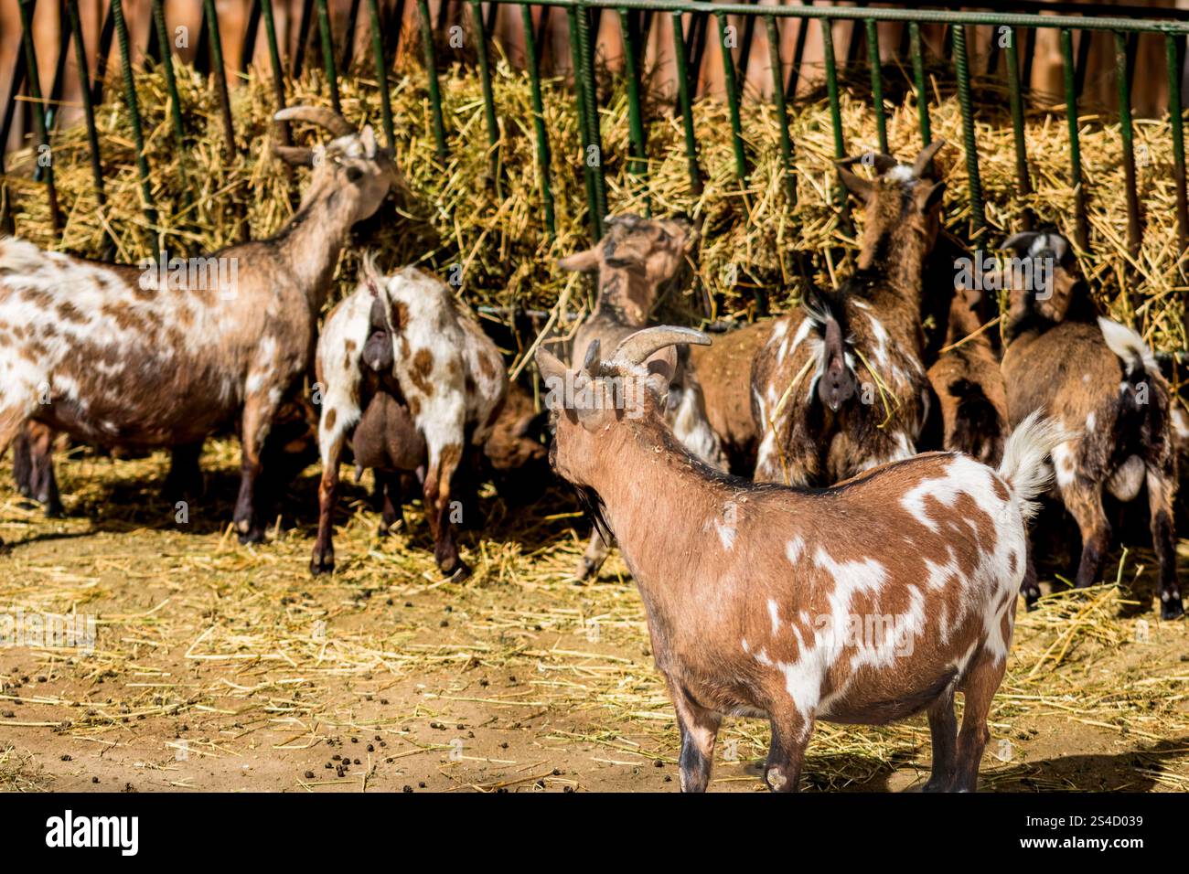 Pygmy goats in Zoo Park. Cute portrait of domestic animal Stock Photo ...