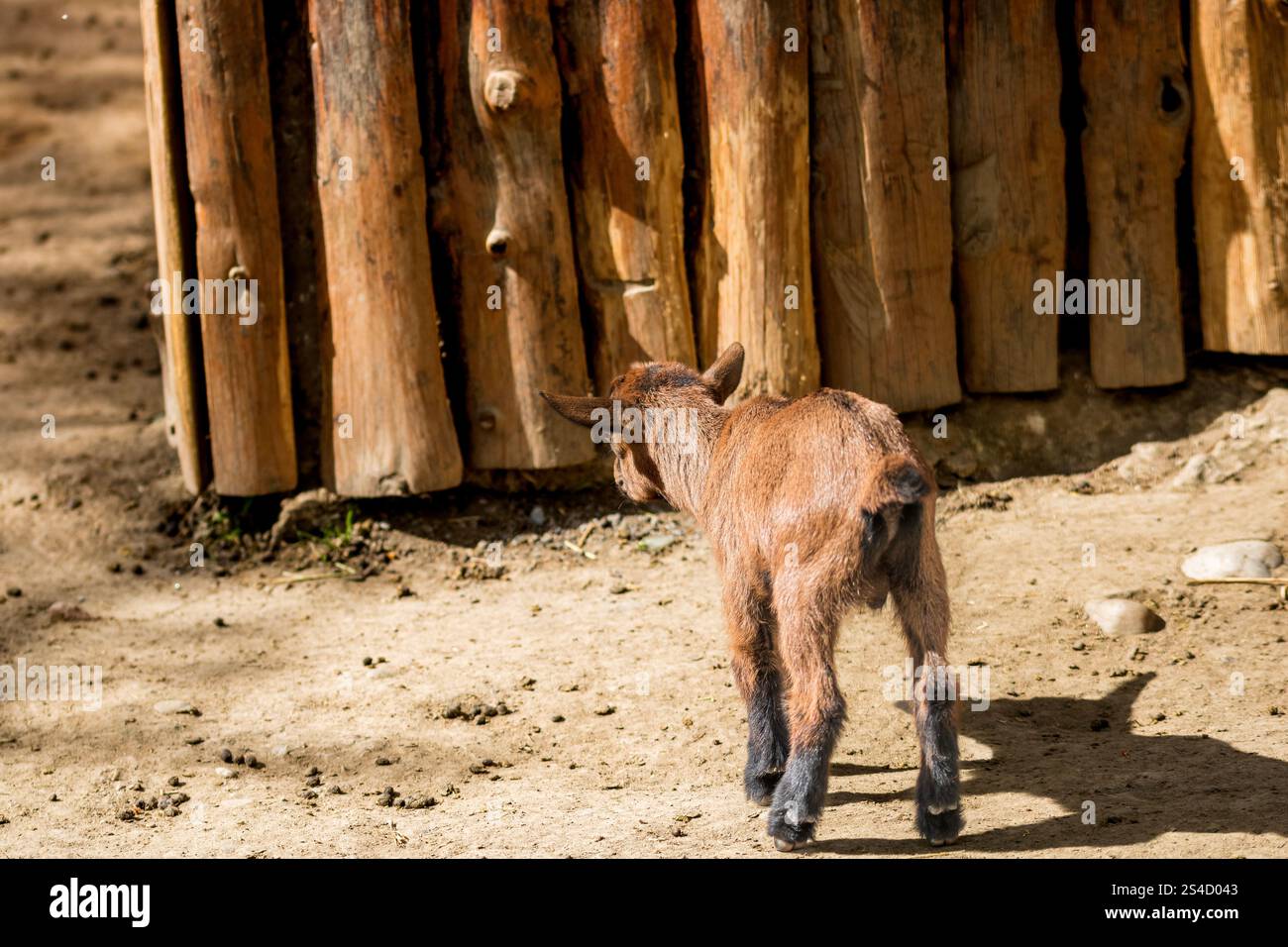 Pygmy goats in Zoo Park. Cute portrait of domestic animal Stock Photo ...