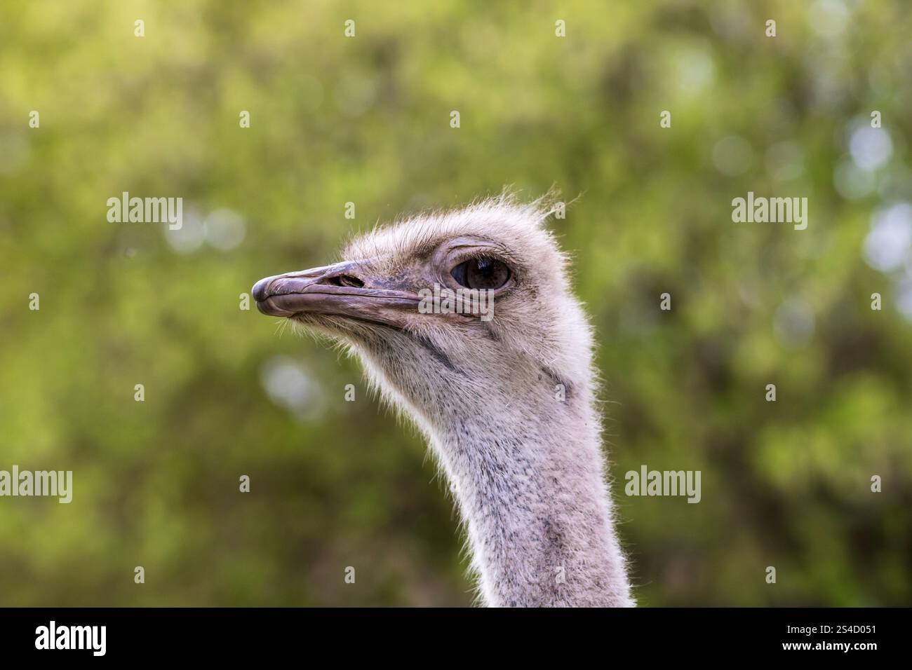 Detailed close-up portrait of an ostrich with a focus on its textured ...