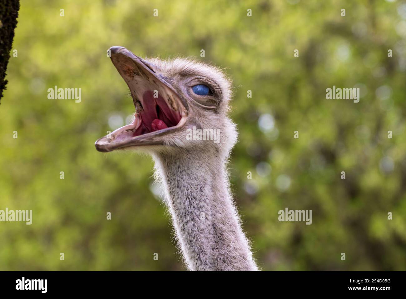 Detailed close-up portrait of an ostrich with a focus on its textured ...