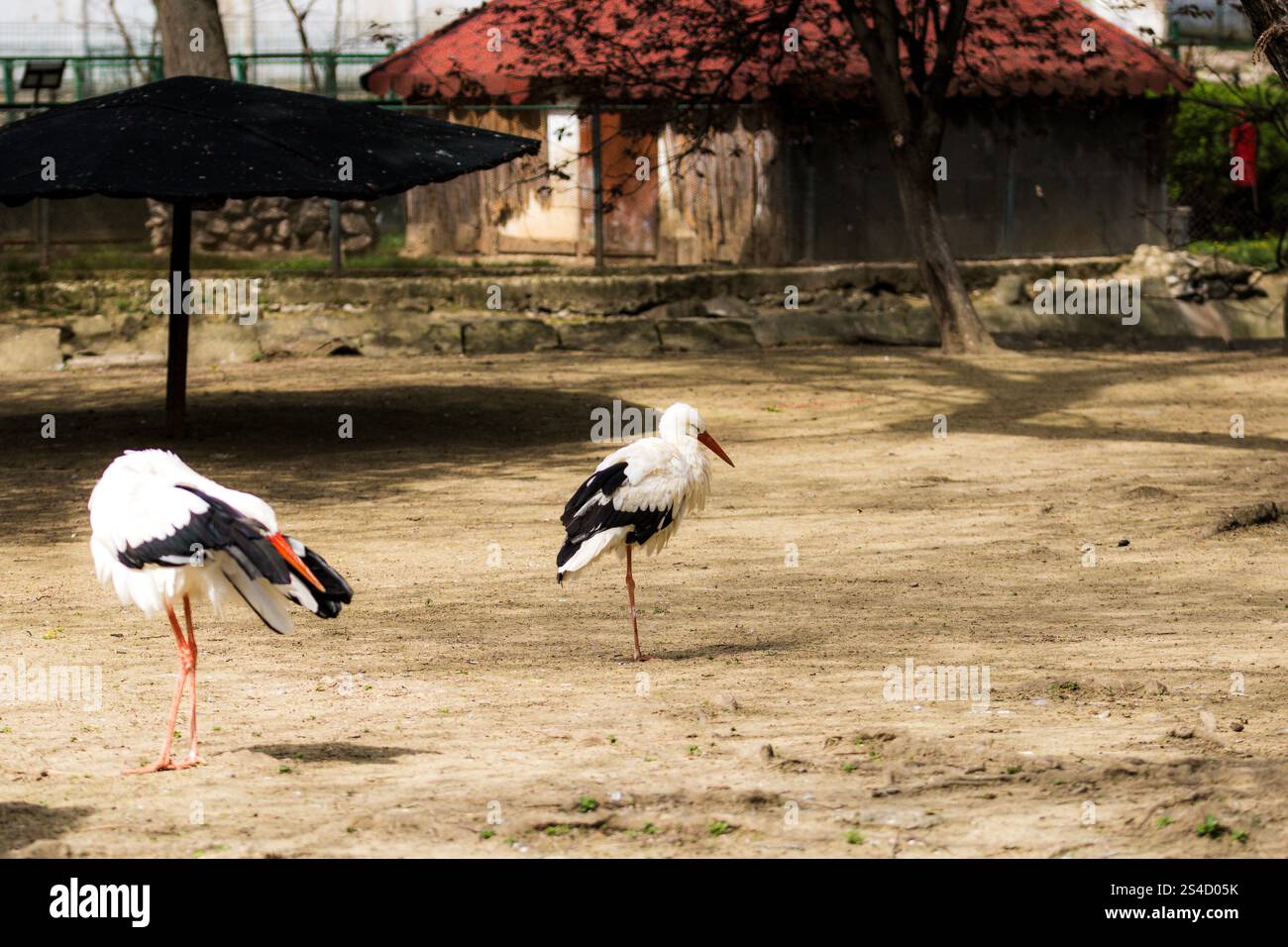 Beautiful wild stork raised in captivity Stock Photo - Alamy