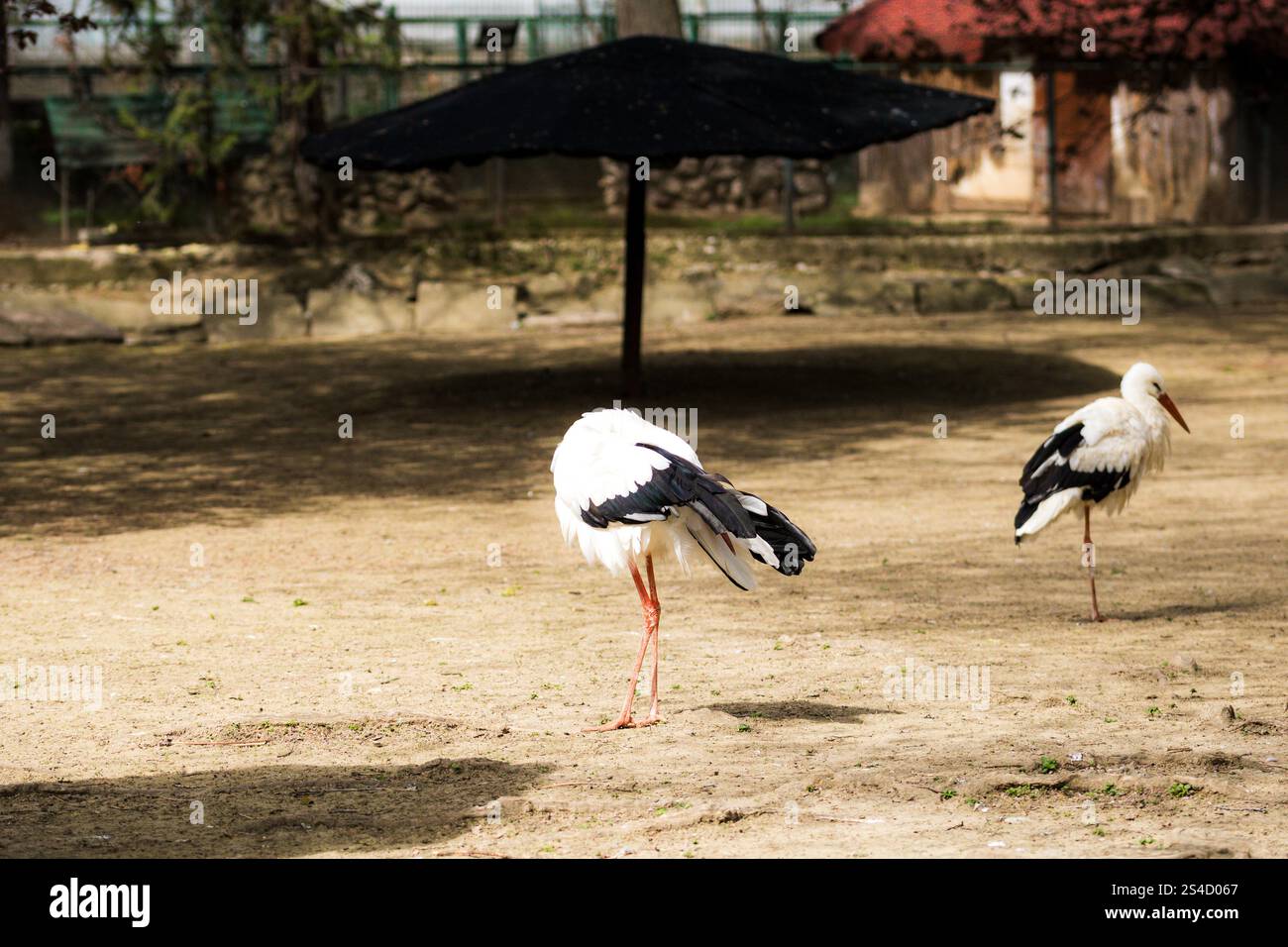 Beautiful wild stork raised in captivity Stock Photo - Alamy