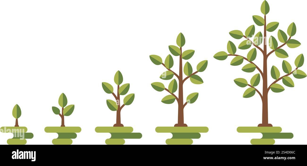 Green tree growth vector diagram. Green tree with leaf growth diagram ...
