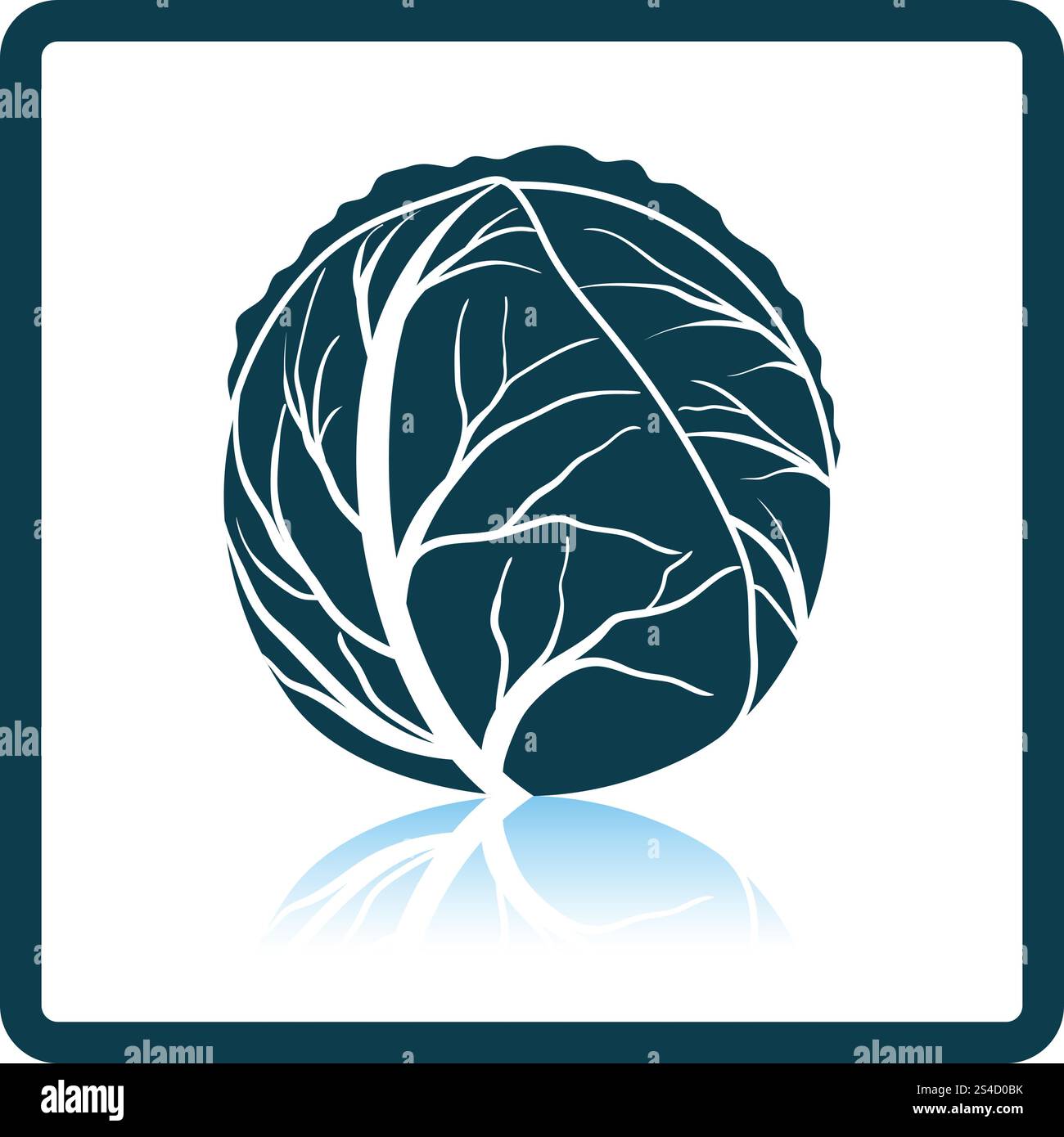 Cabbage icon. Shadow reflection design. Vector illustration Stock ...