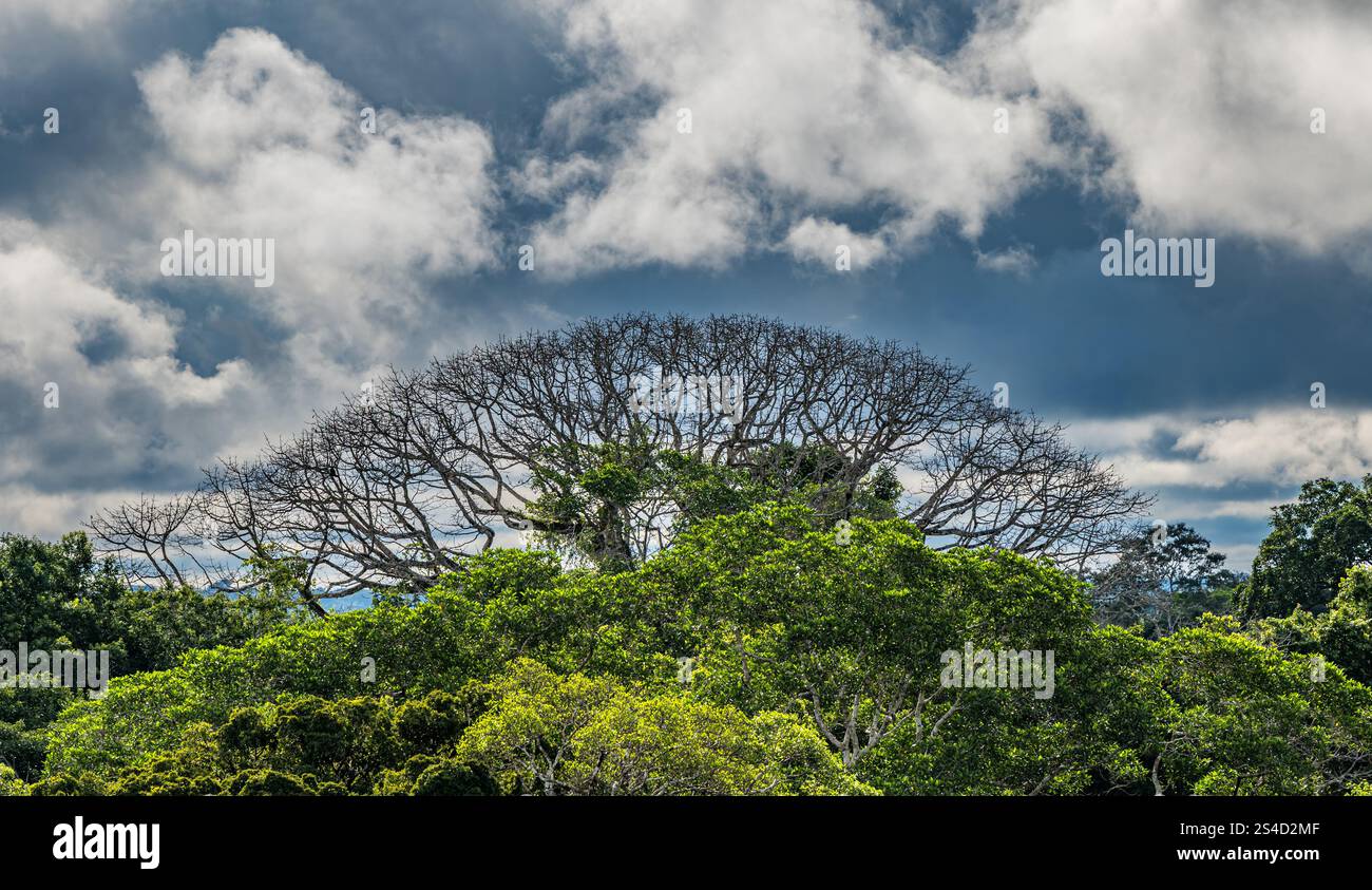 Distinctive shape of Kapok tree (Ceiba pentandra) in treetop jungle ...