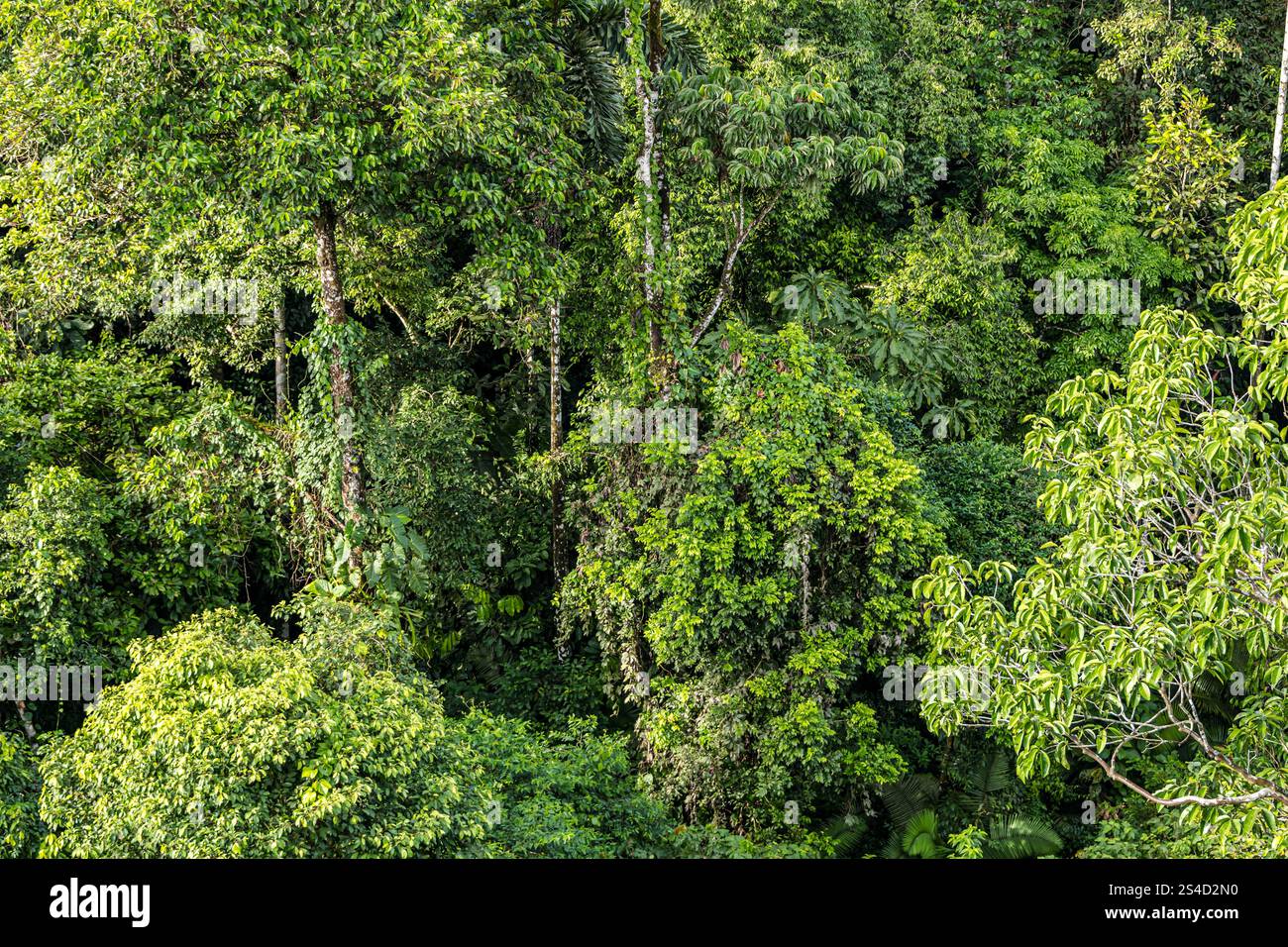 View from above of jungle tree canopy, Amazon rainforest, Yasuni ...