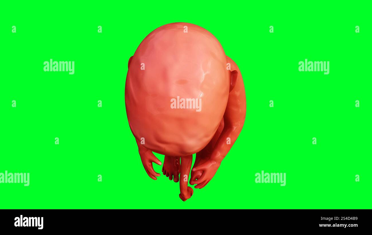 unborn baby fetus in amniotic sac. Realistic green screen. 3d rendering ...