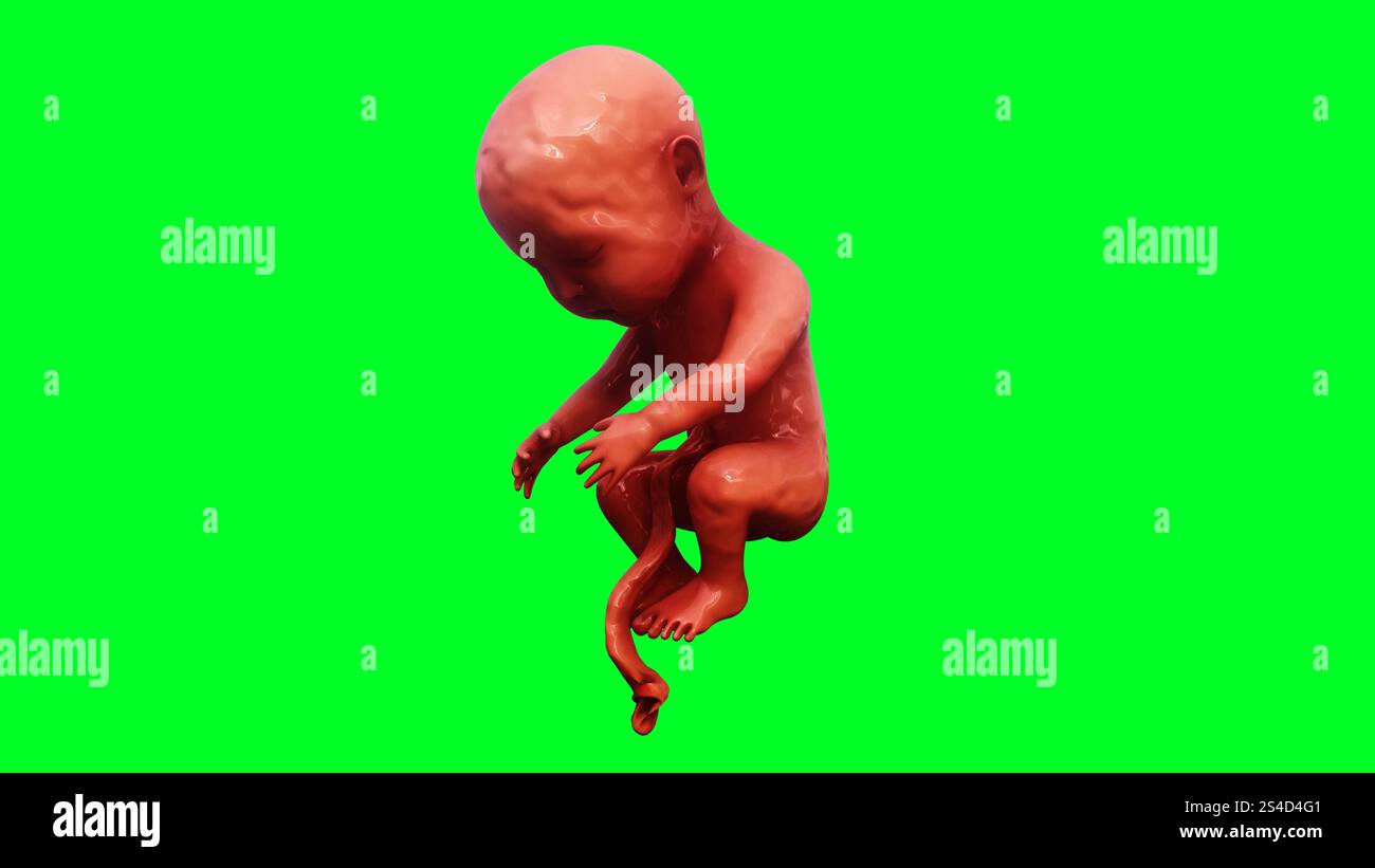 unborn baby fetus in amniotic sac. Realistic green screen. 3d rendering ...