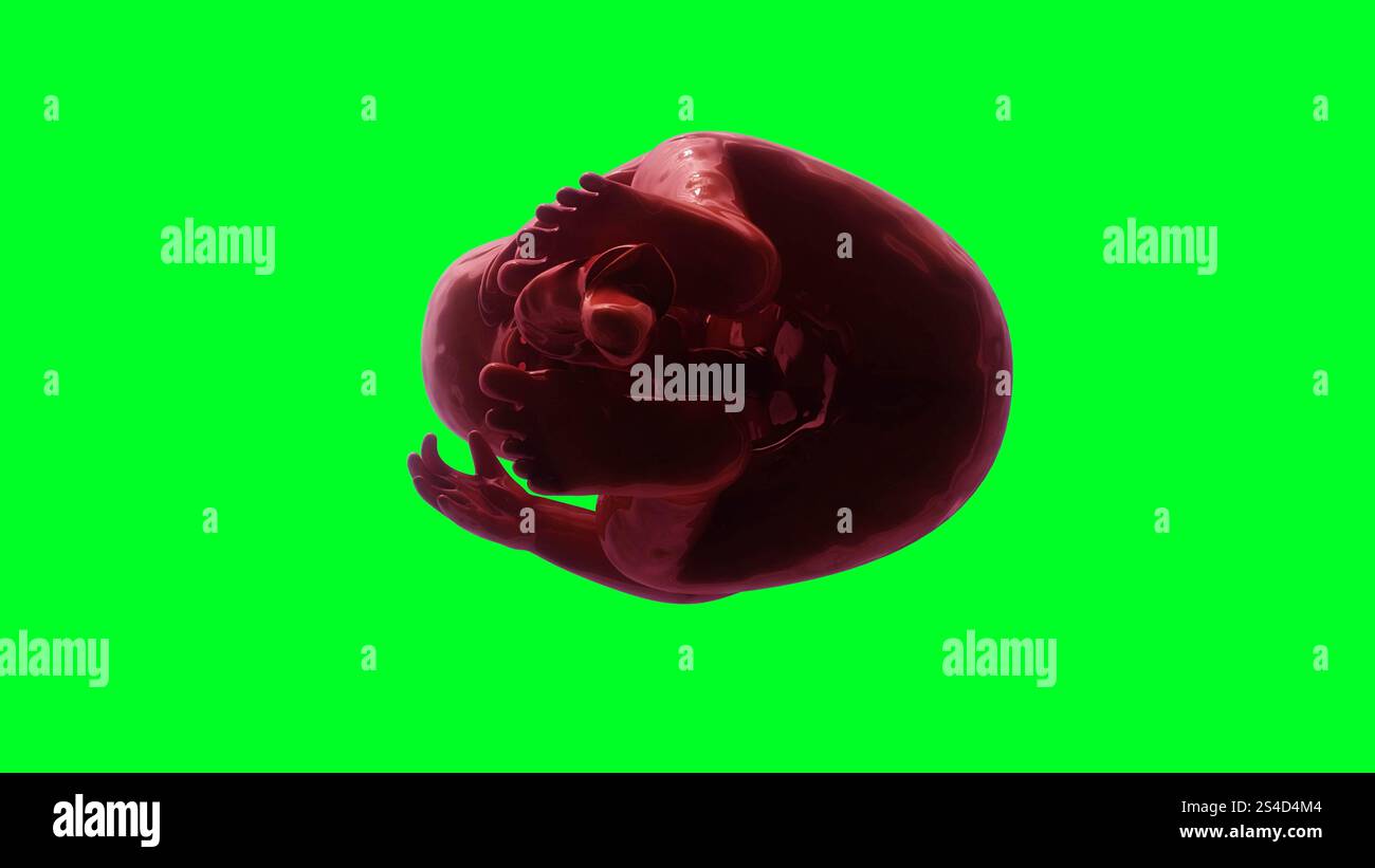 unborn baby fetus in amniotic sac. Realistic green screen. 3d rendering ...