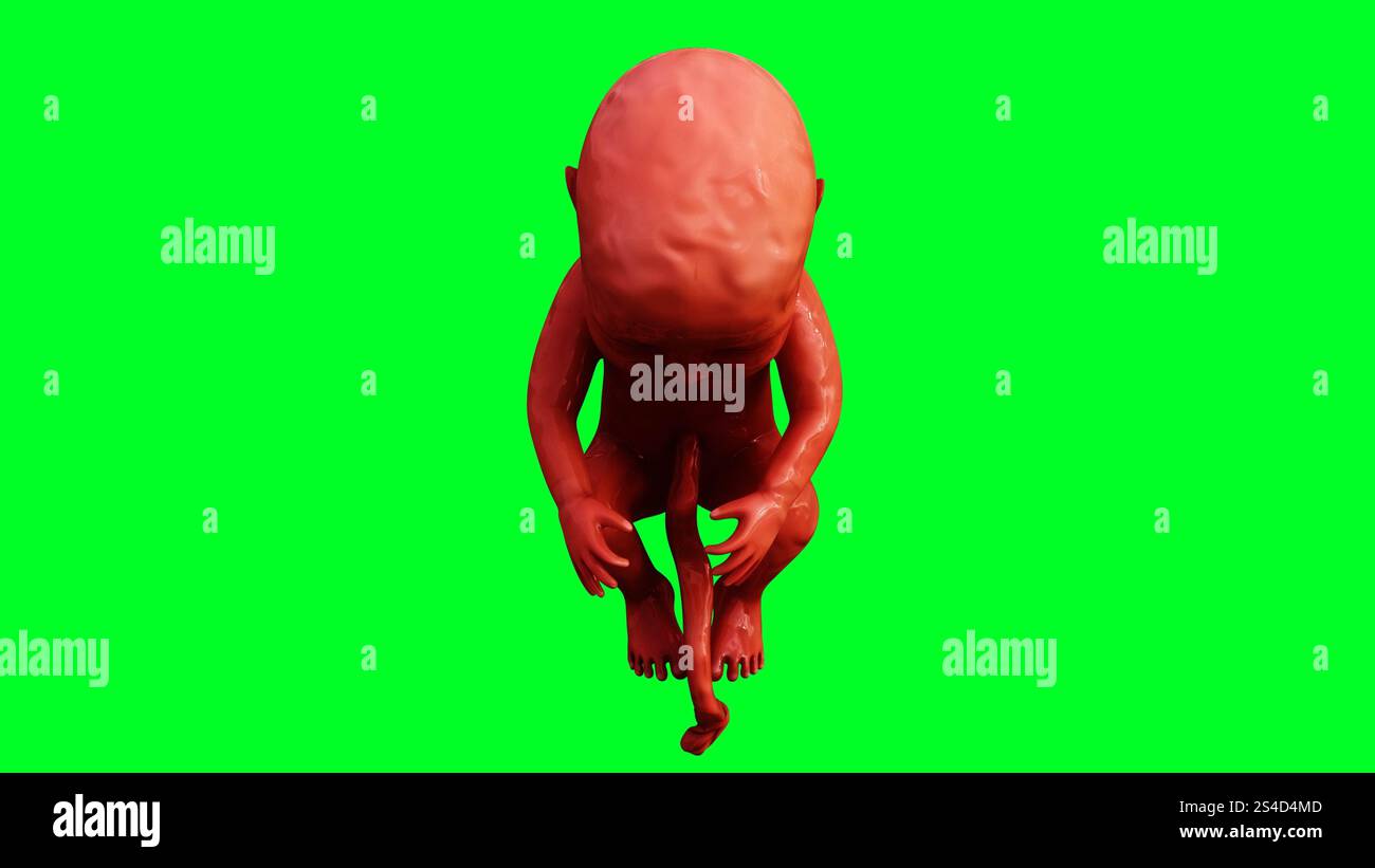 unborn baby fetus in amniotic sac. Realistic green screen. 3d rendering ...