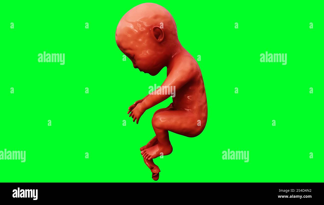 unborn baby fetus in amniotic sac. Realistic green screen. 3d rendering ...