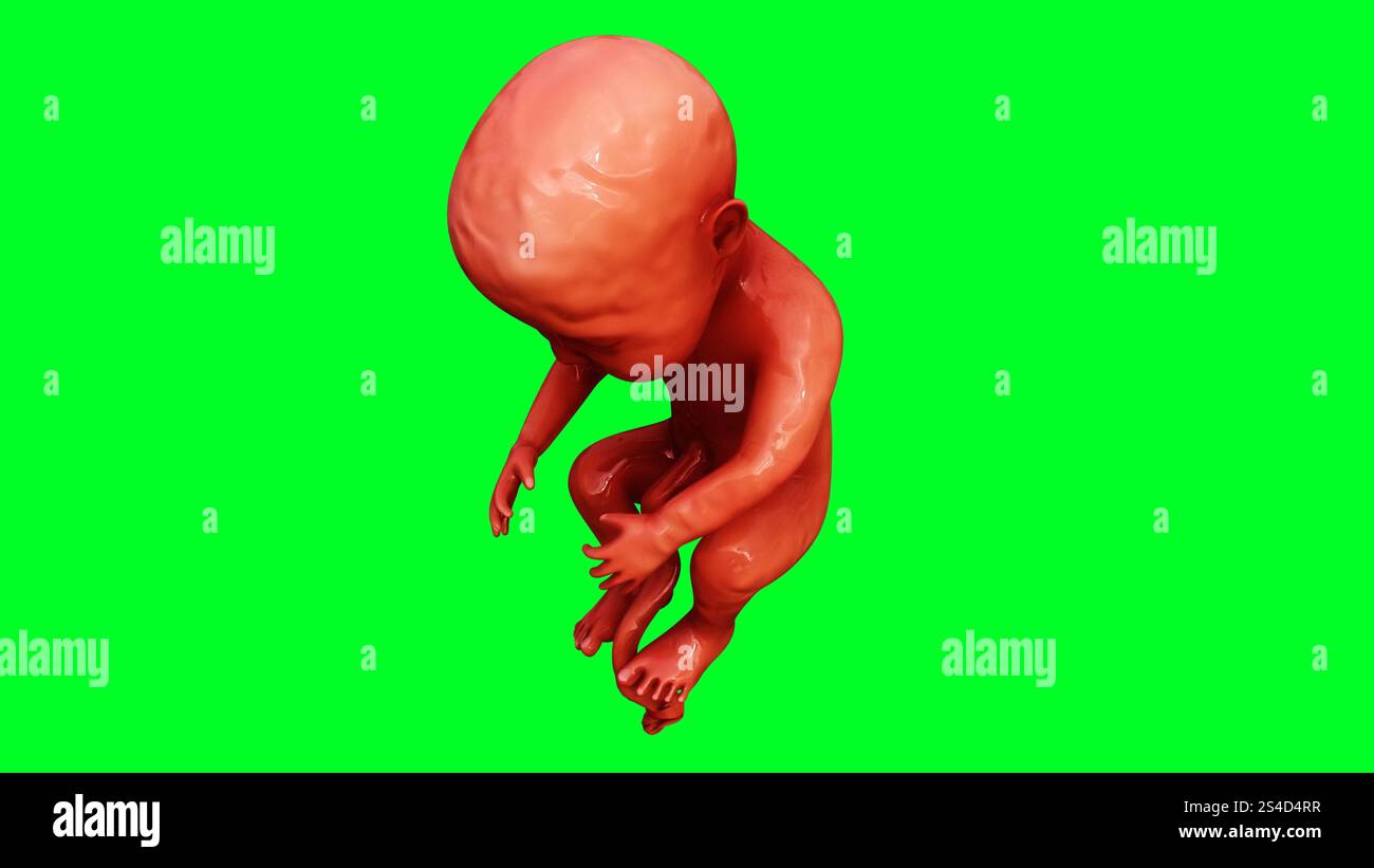 unborn baby fetus in amniotic sac. Realistic green screen. 3d rendering ...