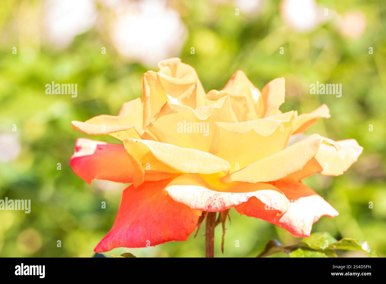 Spring colors in the Botanical Garden of Bucharest Stock Photo - Alamy