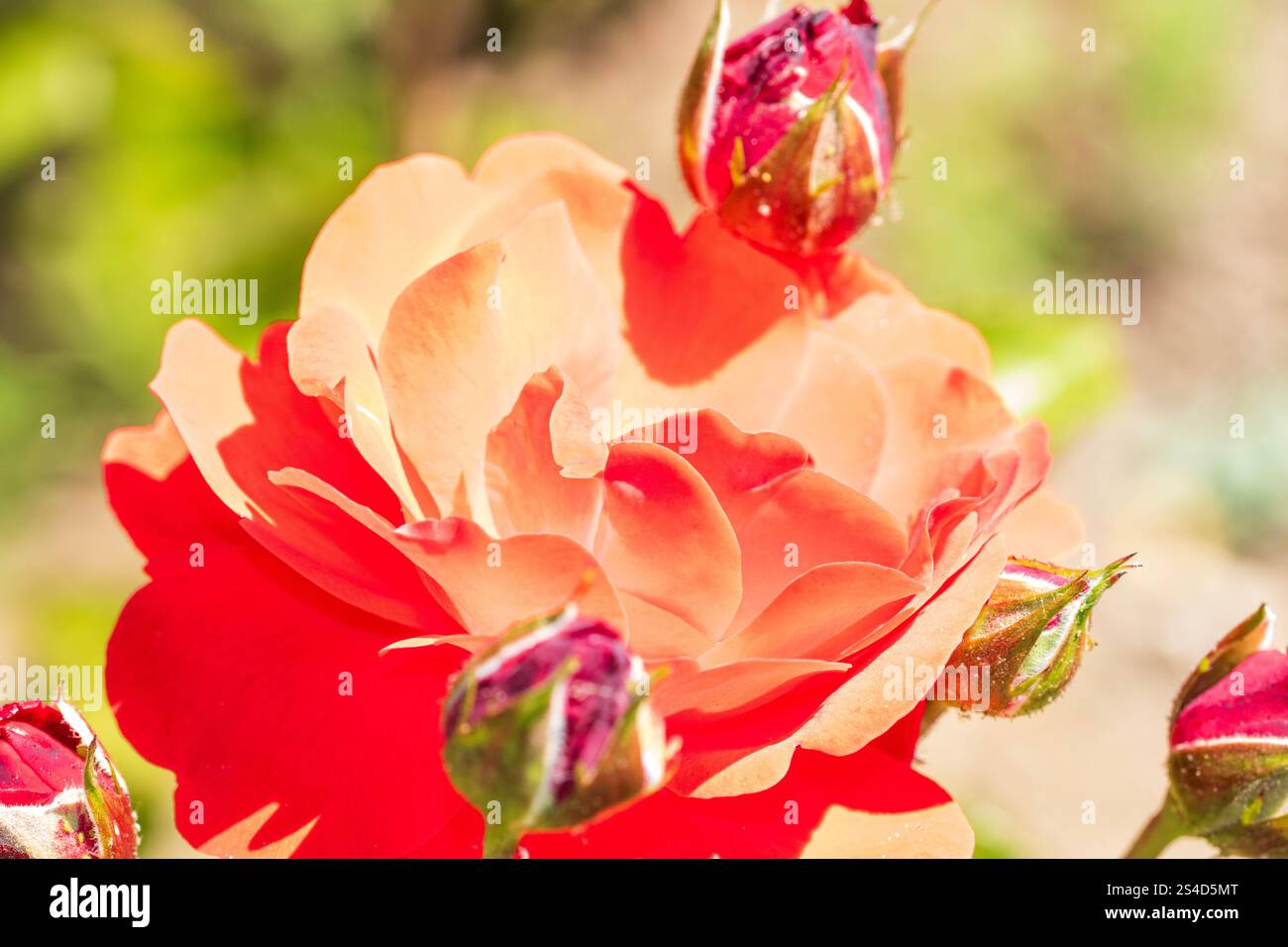 Spring colors in the Botanical Garden of Bucharest Stock Photo - Alamy