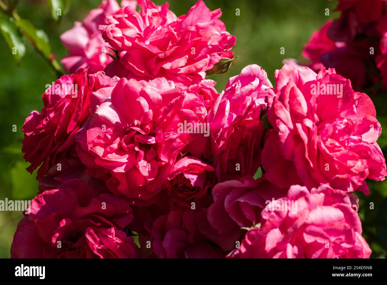 Spring colors in the Botanical Garden of Bucharest Stock Photo - Alamy