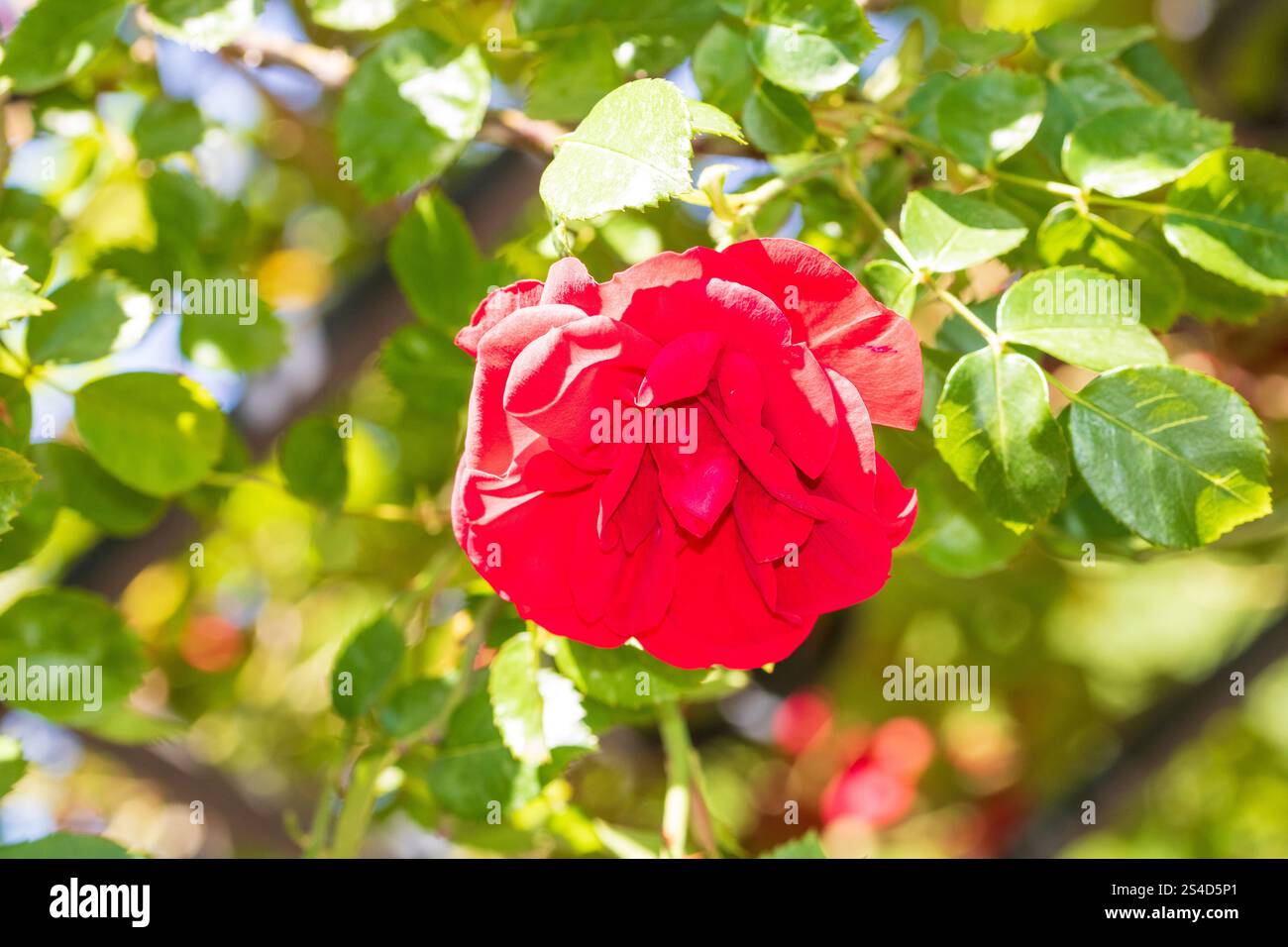 Spring colors in the Botanical Garden of Bucharest Stock Photo - Alamy