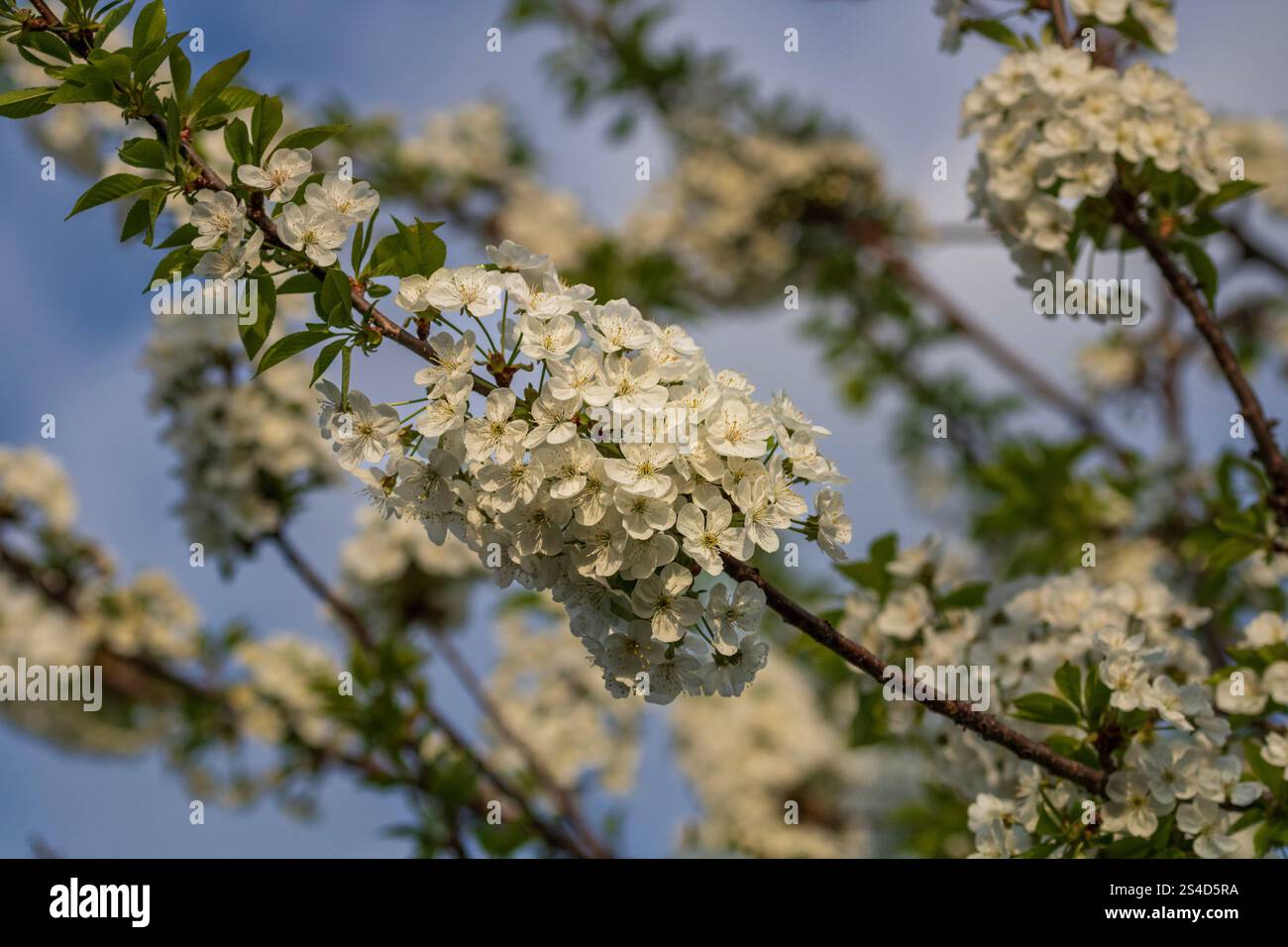 Spring colors in the Botanical Garden of Bucharest Stock Photo - Alamy
