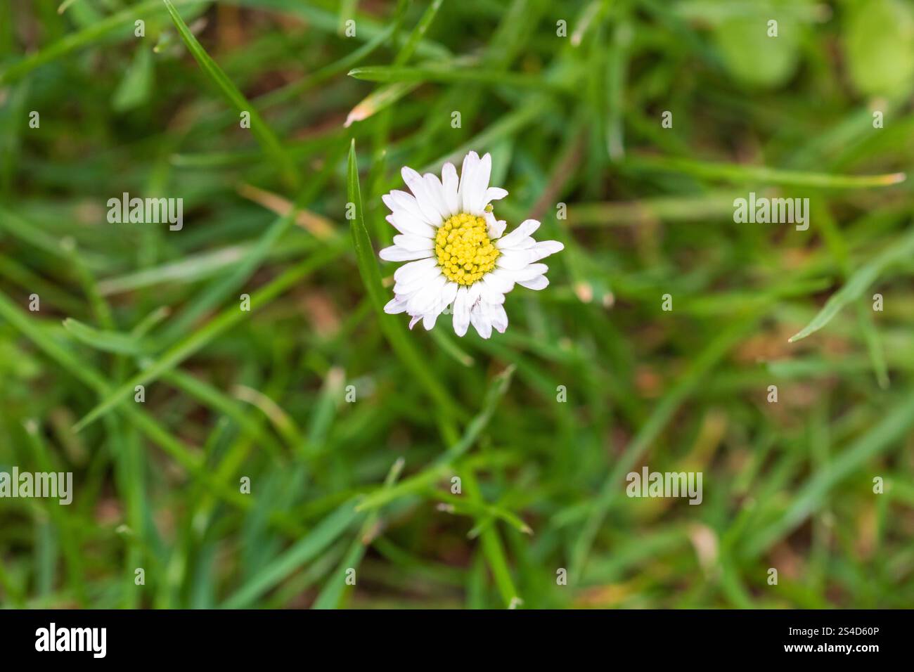 Spring colors in the Botanical Garden of Bucharest Stock Photo - Alamy