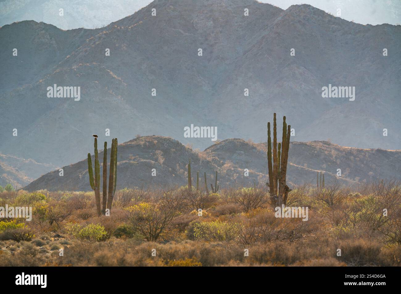 Mexico Baja California Desert Scene, Bahia De Los Angeles Area Stock ...