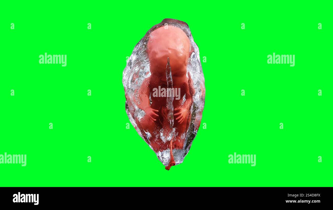 unborn baby fetus in amniotic sac. Realistic green screen. 3d rendering ...