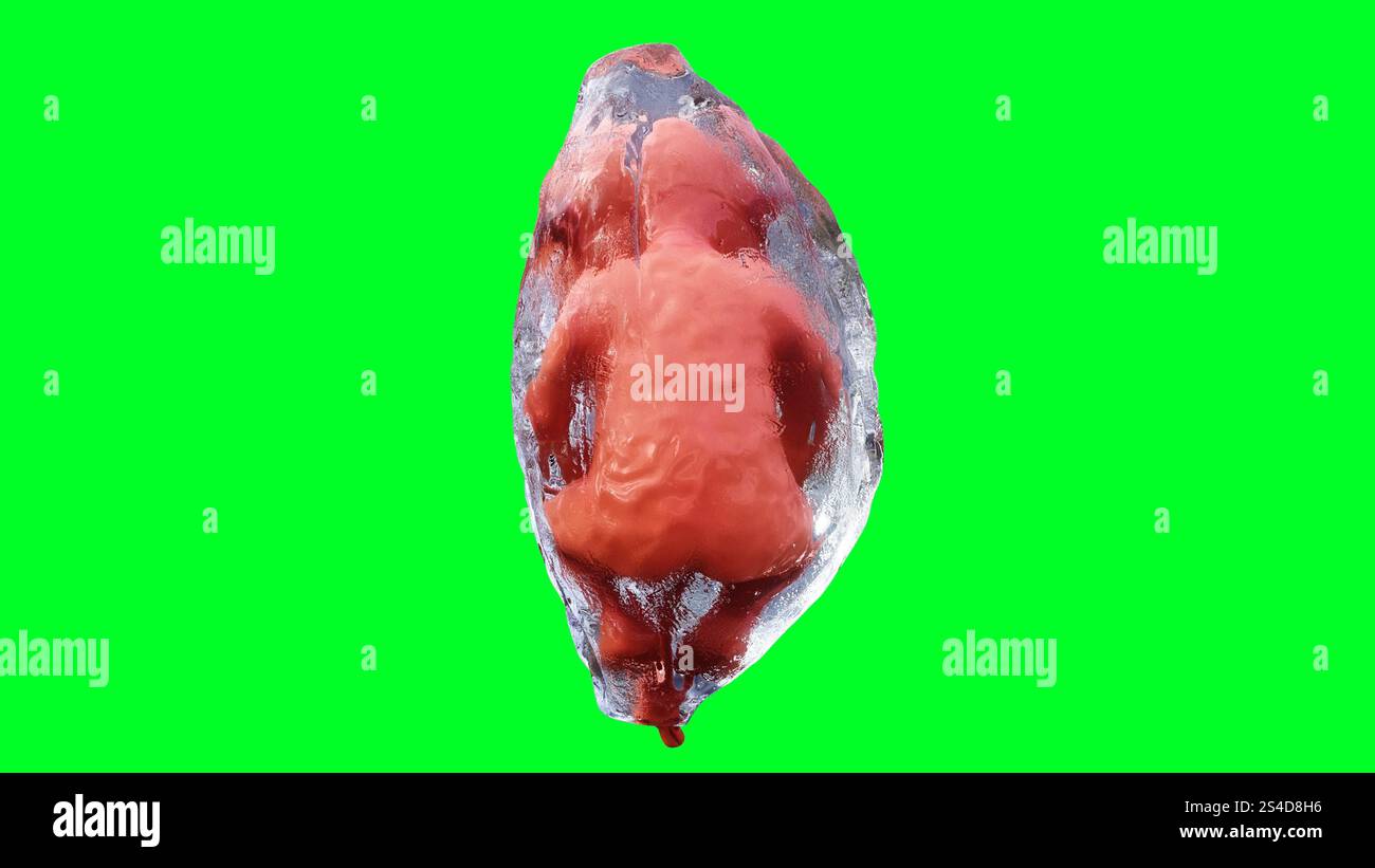 unborn baby fetus in amniotic sac. Realistic green screen. 3d rendering ...