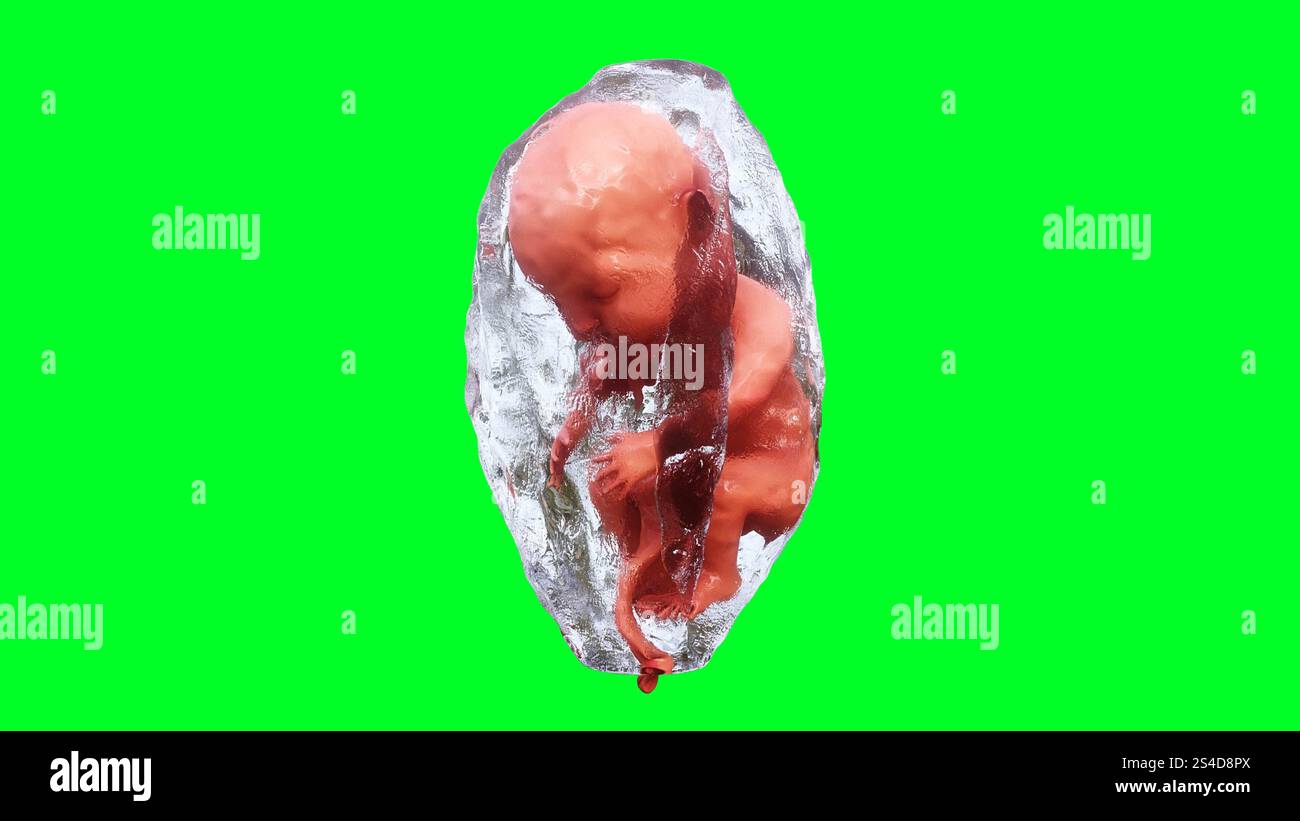 unborn baby fetus in amniotic sac. Realistic green screen. 3d rendering ...