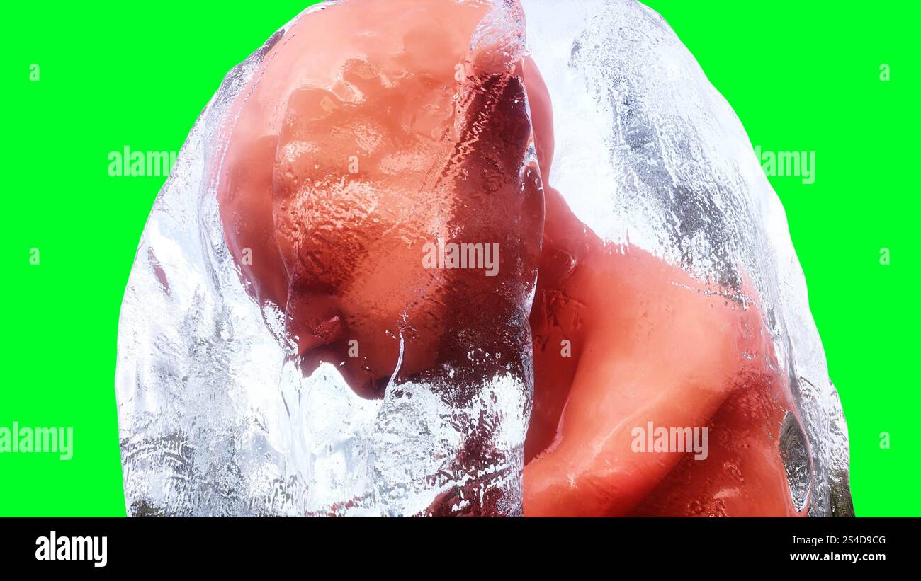 unborn baby fetus in amniotic sac. Realistic green screen. 3d rendering ...