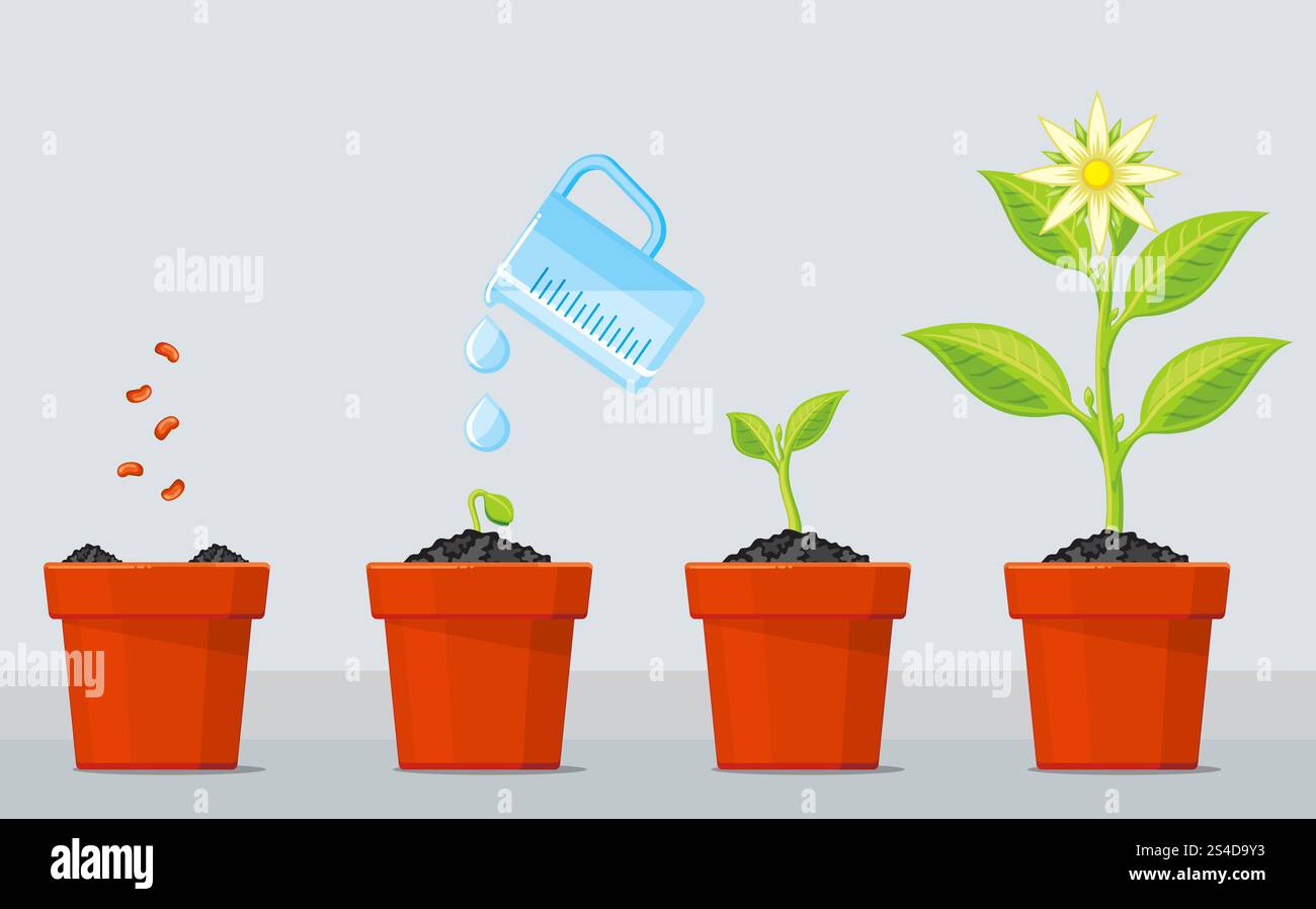Plant growing stages. Timeline infographic of planting tree process ...