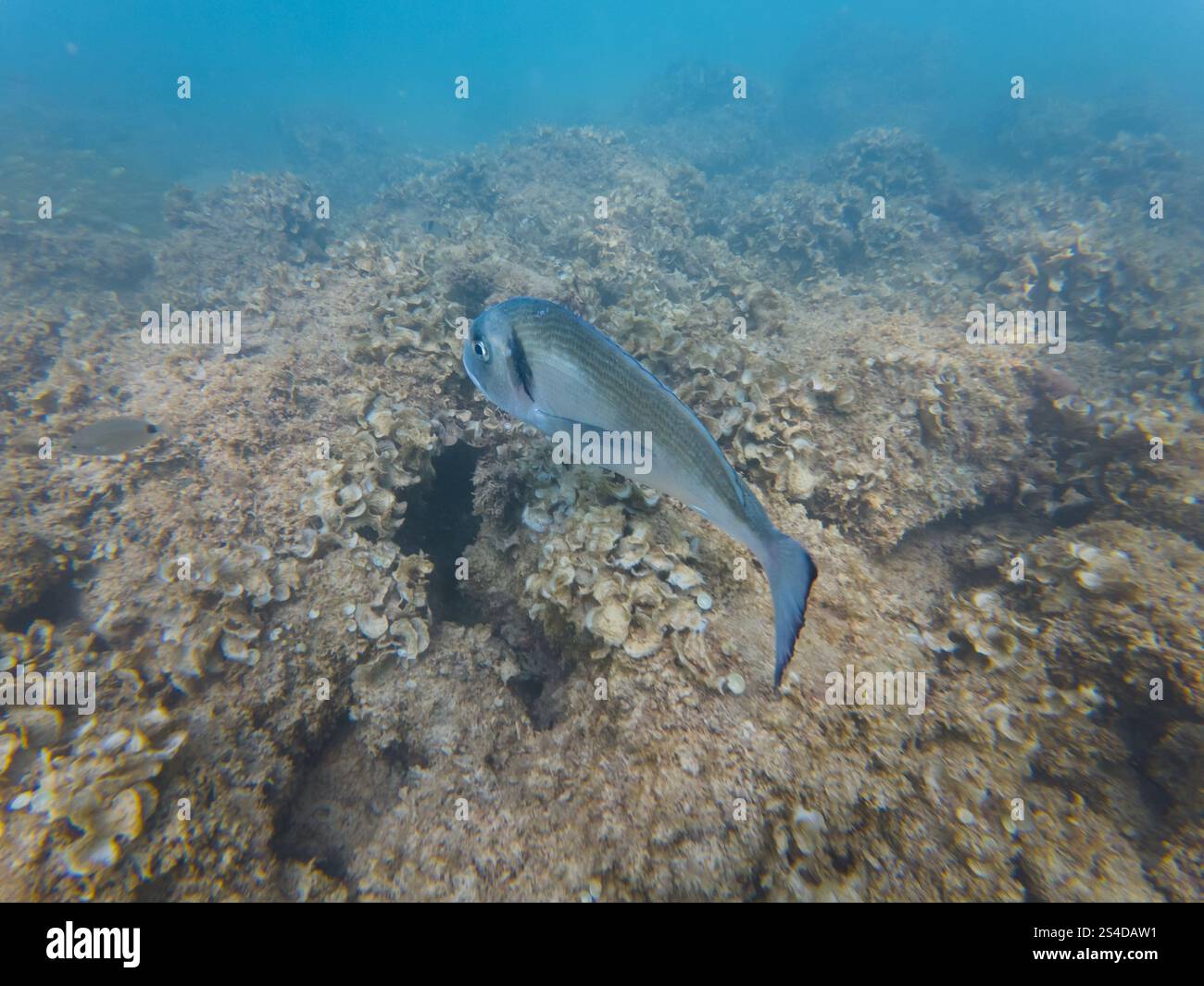 Gilthead seabream (Sparus aurata) in its natural habitat. Underwater ...