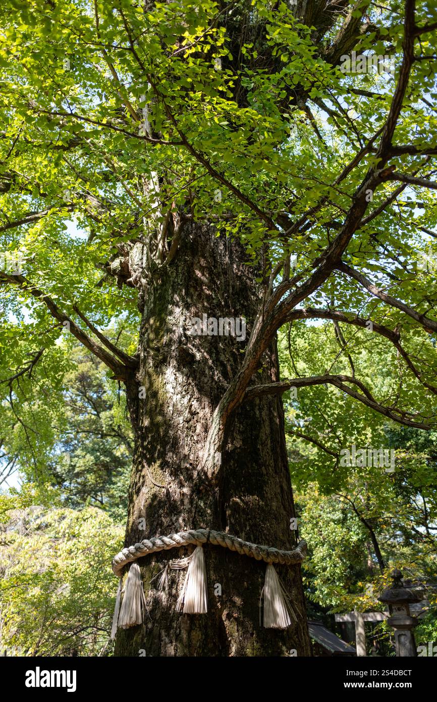 Ancient Tree in the grounds of at Akasaka Hikawa Shrine in Asakusa ...