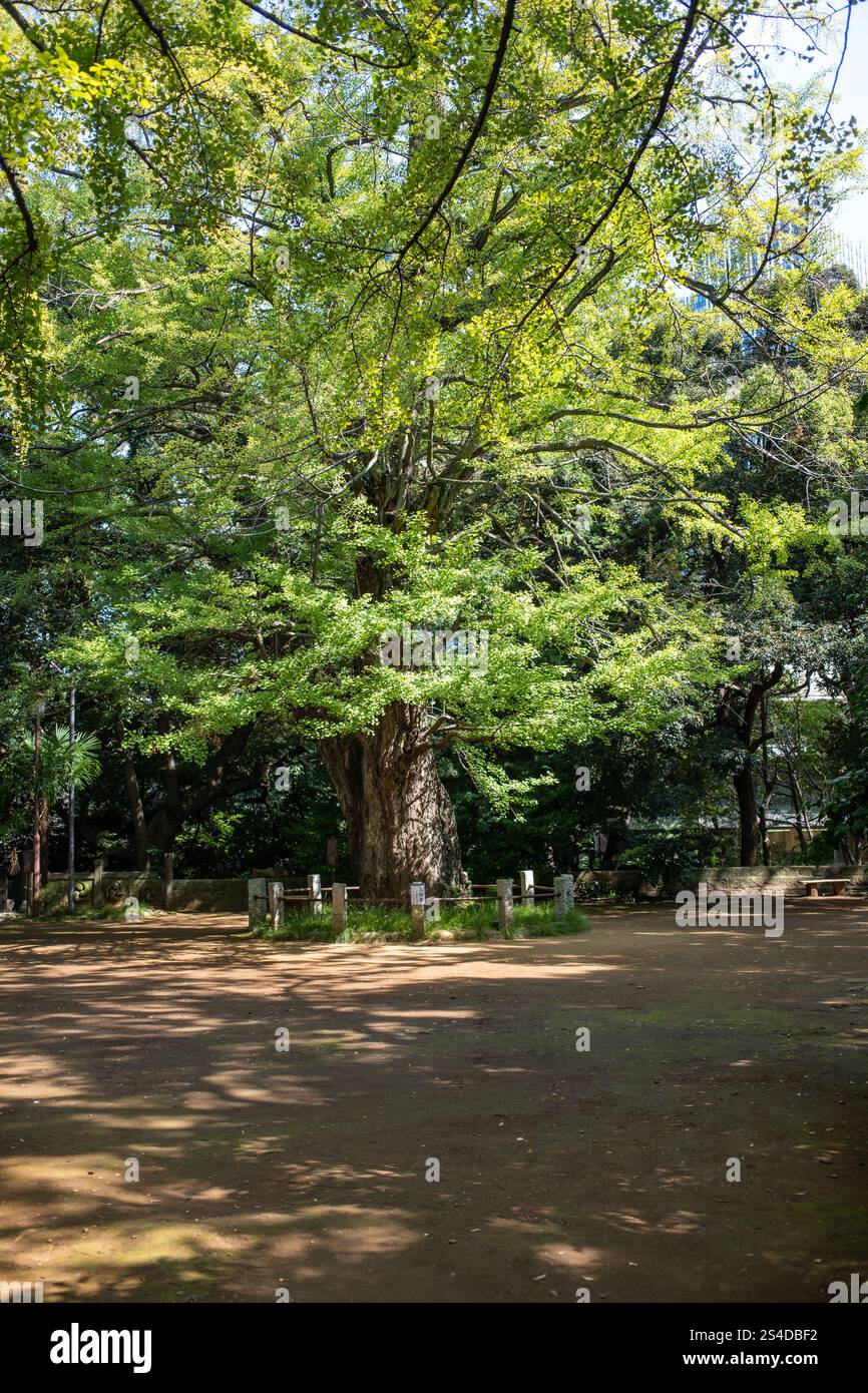 Ancient Tree in the grounds of at Akasaka Hikawa Shrine in Asakusa ...