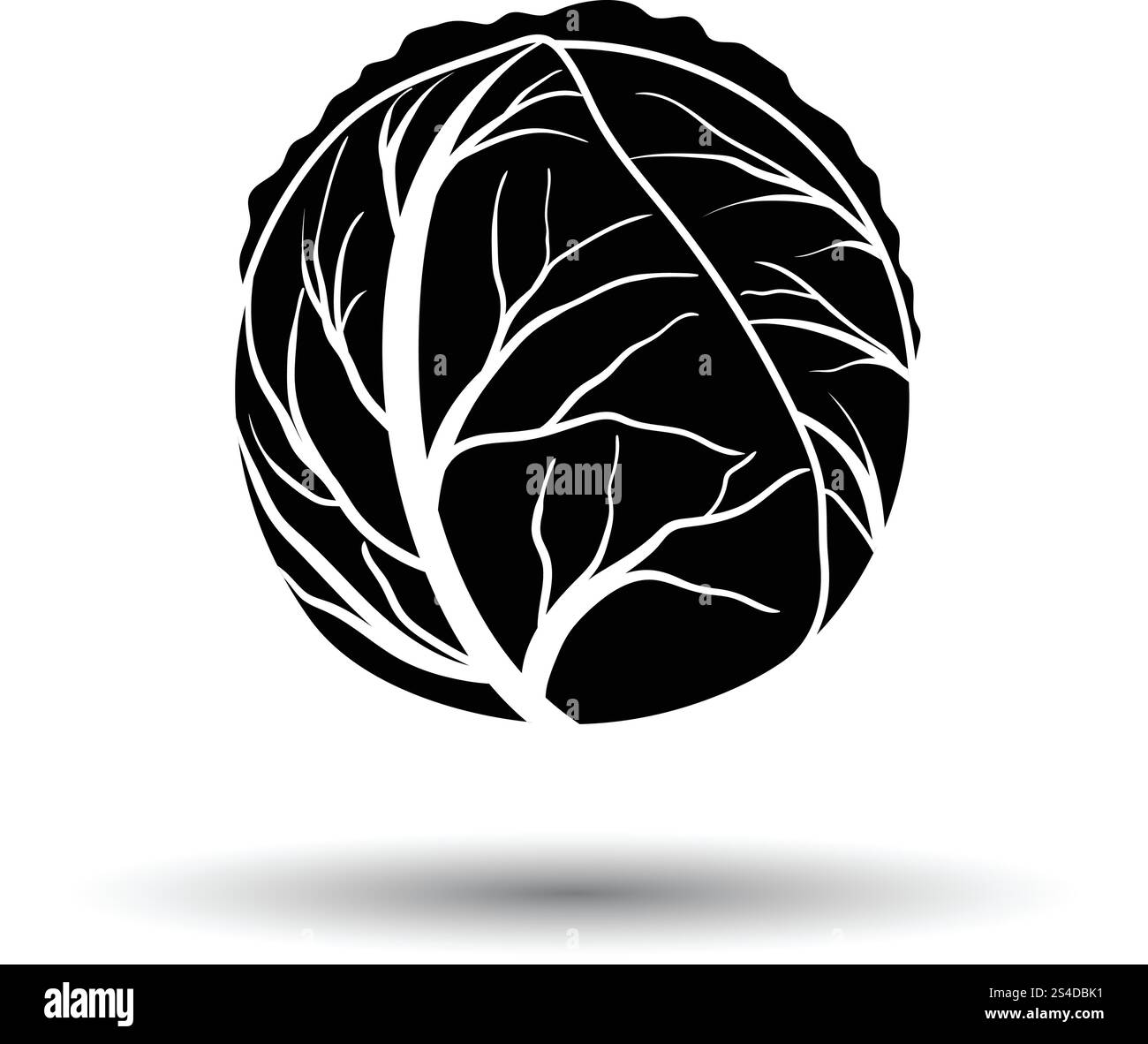 Cabbage icon. White background with shadow design. Vector illustration ...