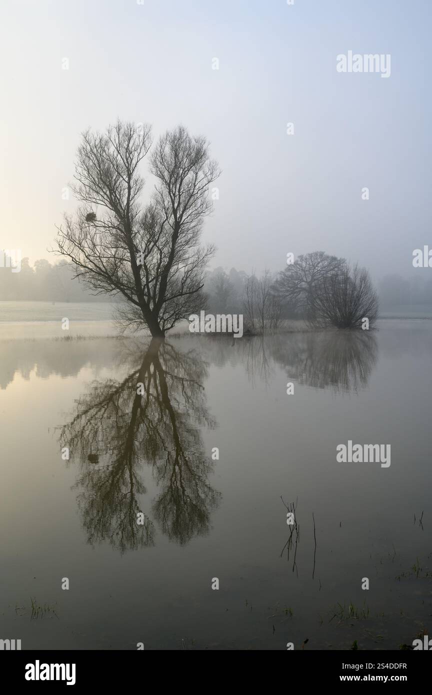 Trees reflecting in floodwater hi-res stock photography and images - Alamy