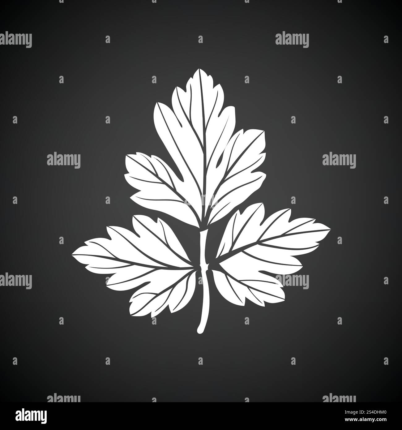 Parsley icon. Black background with white. Vector illustration Stock ...
