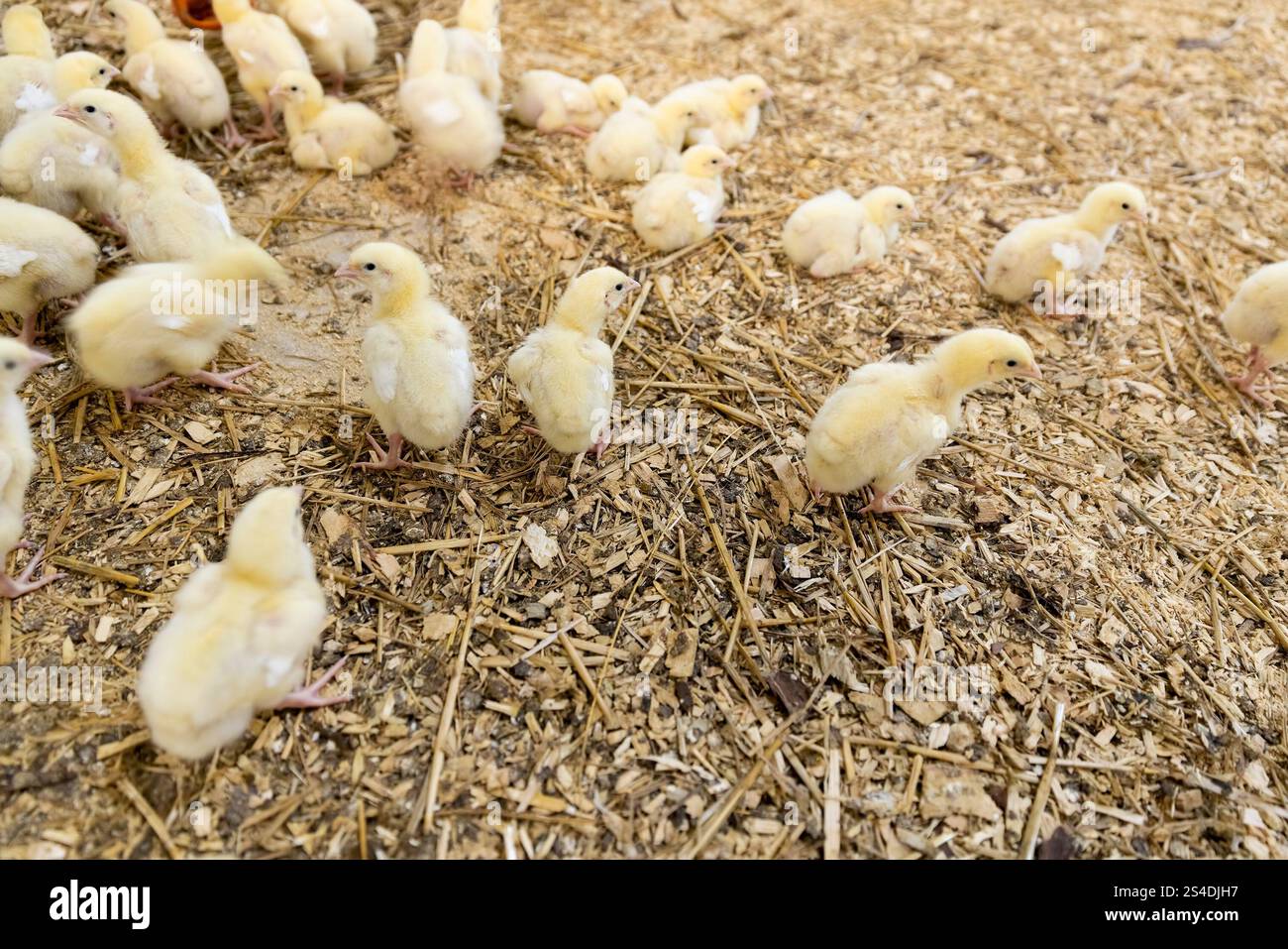 chickens with fluff in the poultry farm, chickens in the poultry farm ...