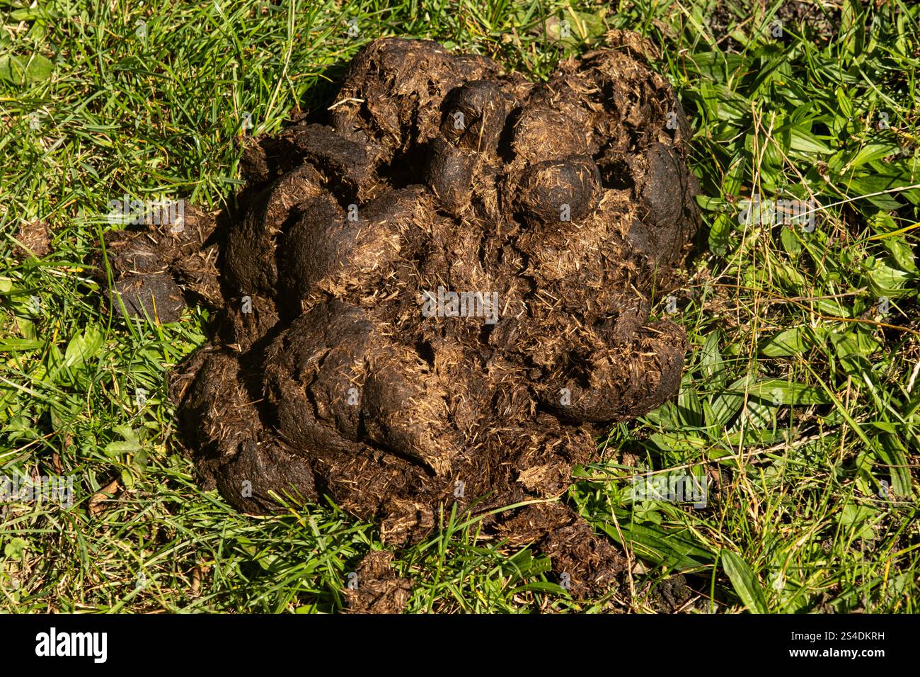 Cow poop. Cows summer pasture. Herd of cows grazing in Alps. Mature cow ...