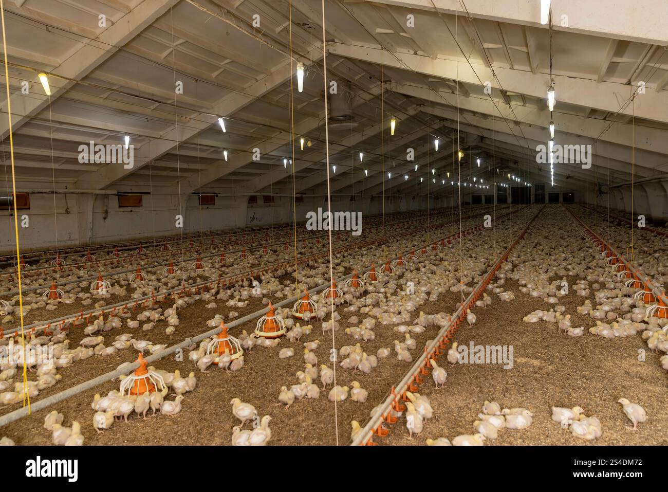 broiler chickens in a poultry house of a farm for growing meat breeds ...