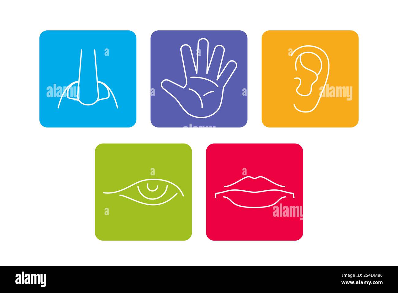 Five senses vector icons set isolated white. Smell and see, feel and ...