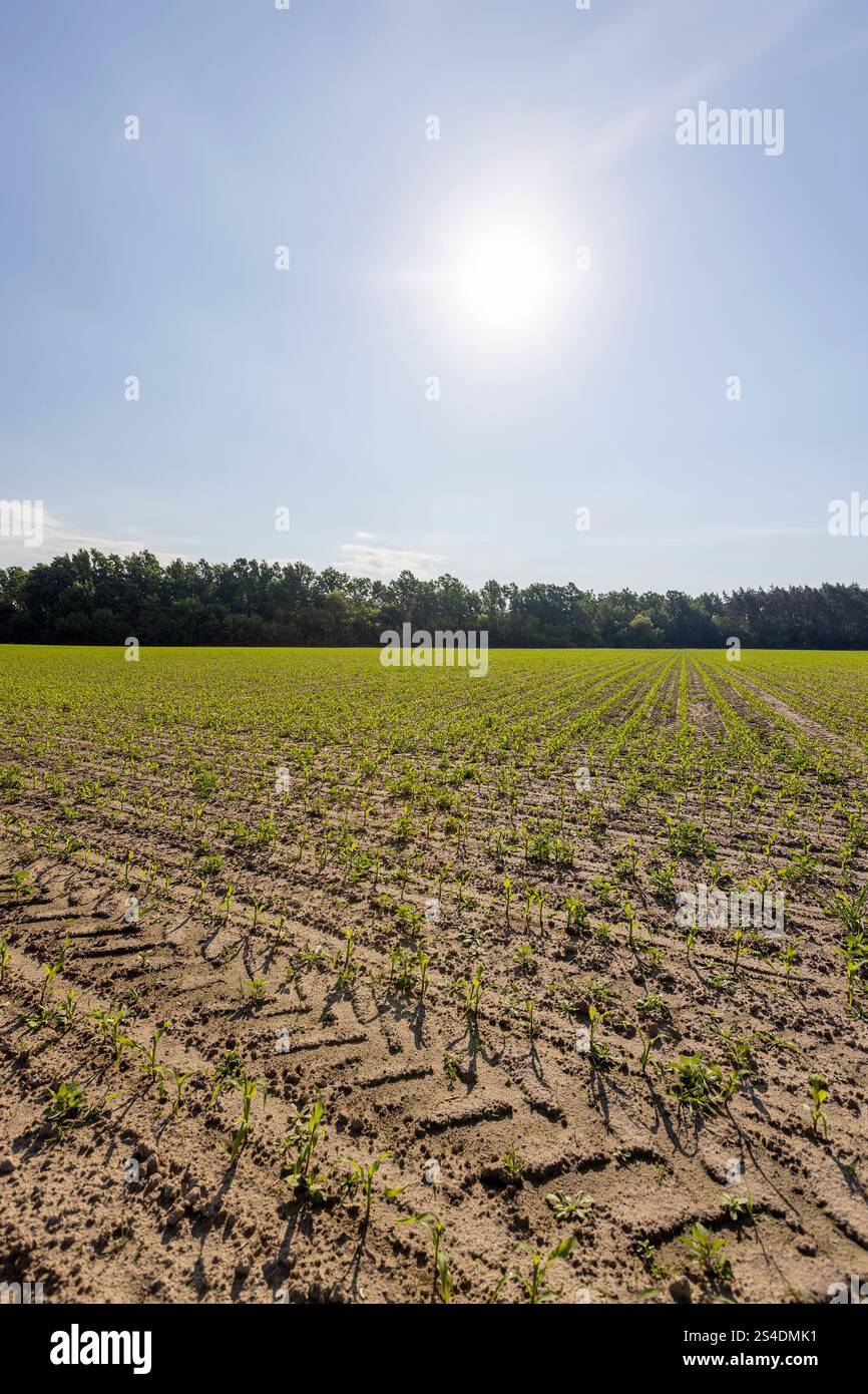 corn field with sweet corn sprouts near the forest, sunny weather in ...