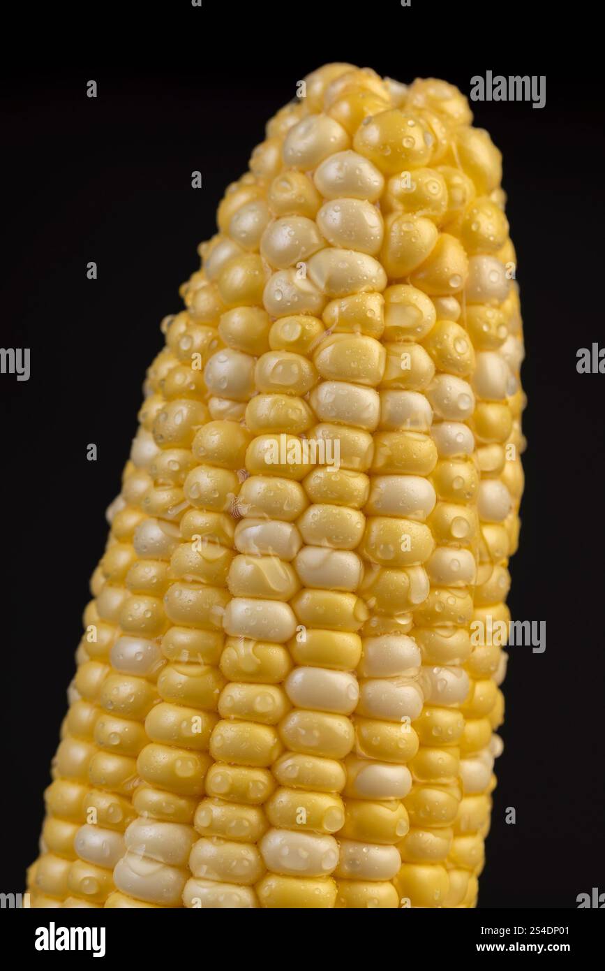 wet corn cob with yellow and white seeds of different sizes on a black ...