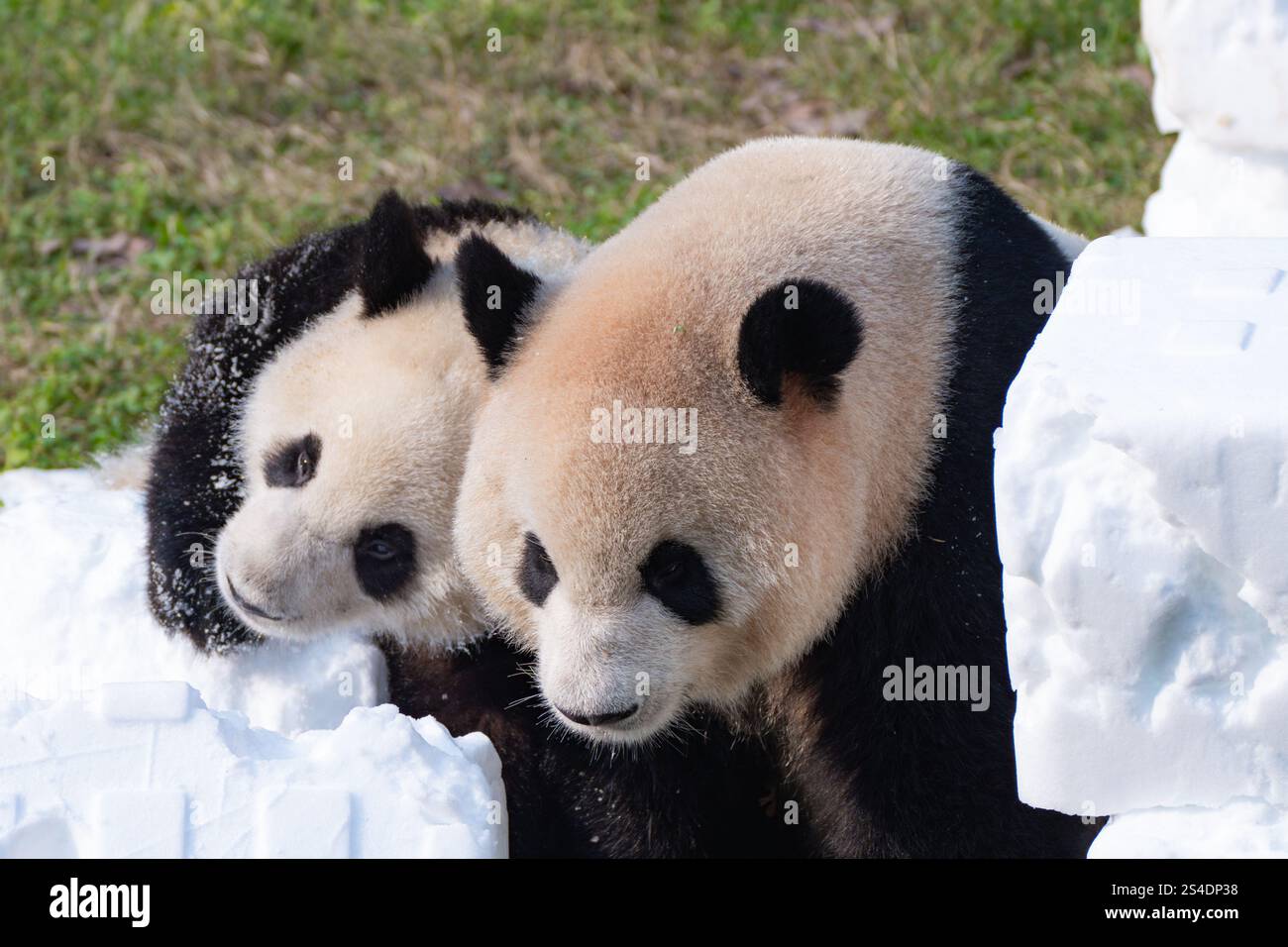 CHONGQING, CHINA - JANUARY 11, 2025 - Giant pandas play with snowballs ...
