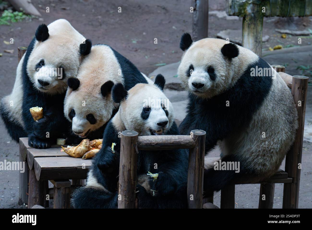 CHONGQING, CHINA - JANUARY 11, 2025 - Giant pandas eat around a table ...