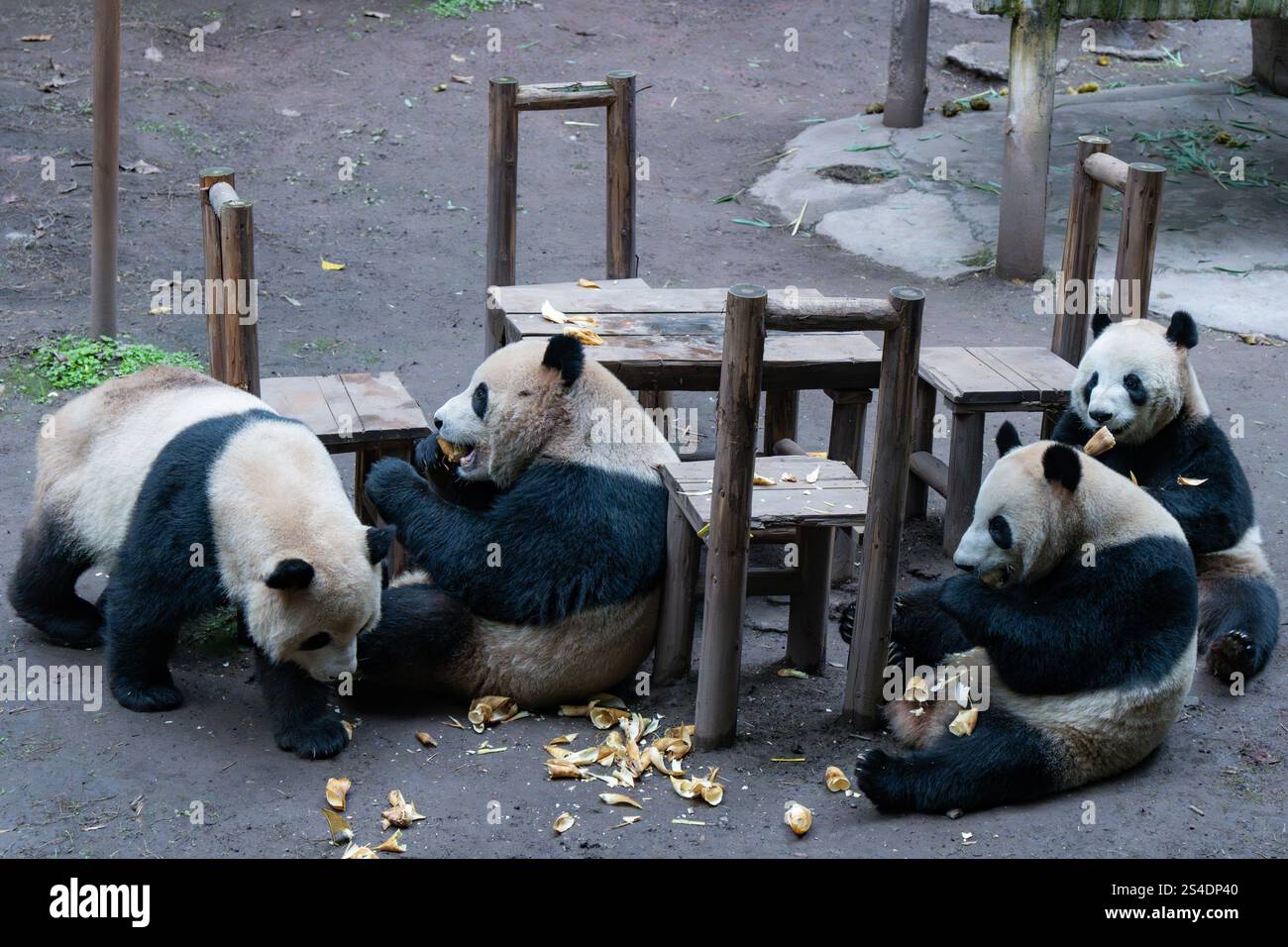 CHONGQING, CHINA - JANUARY 11, 2025 - Giant pandas eat around a table ...