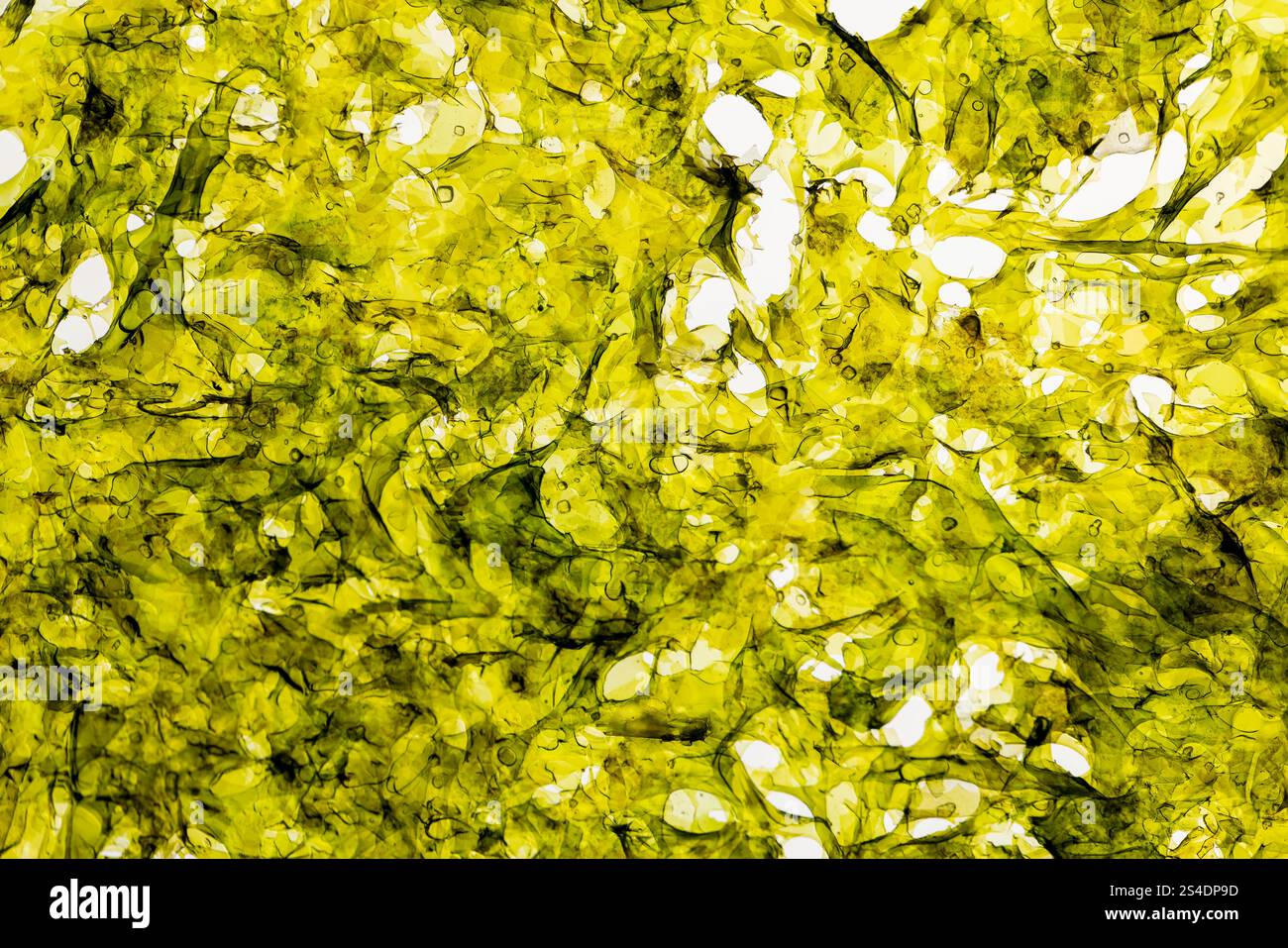 thin green algae, natural green algae that are used to prepare Japanese ...