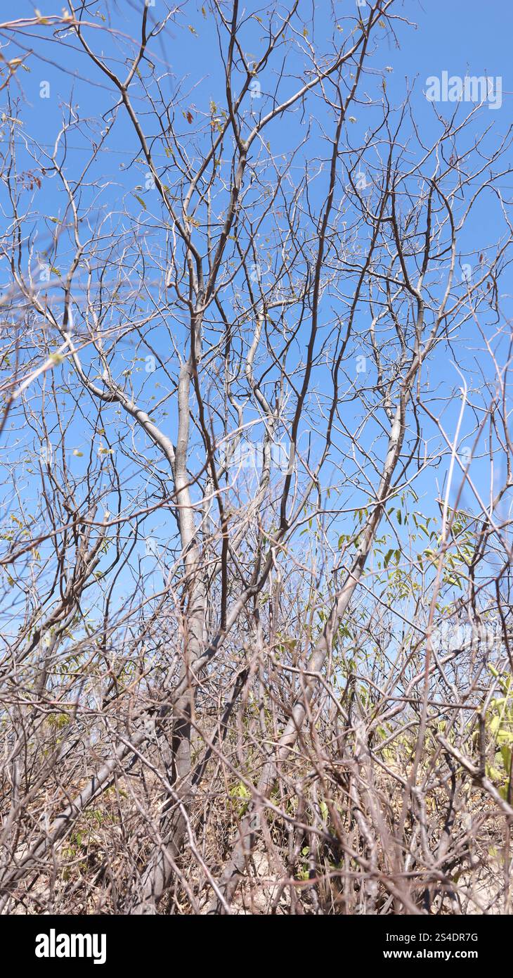 dry branches of the caatinga barra, bahia, brazil - october 1, 2023 ...