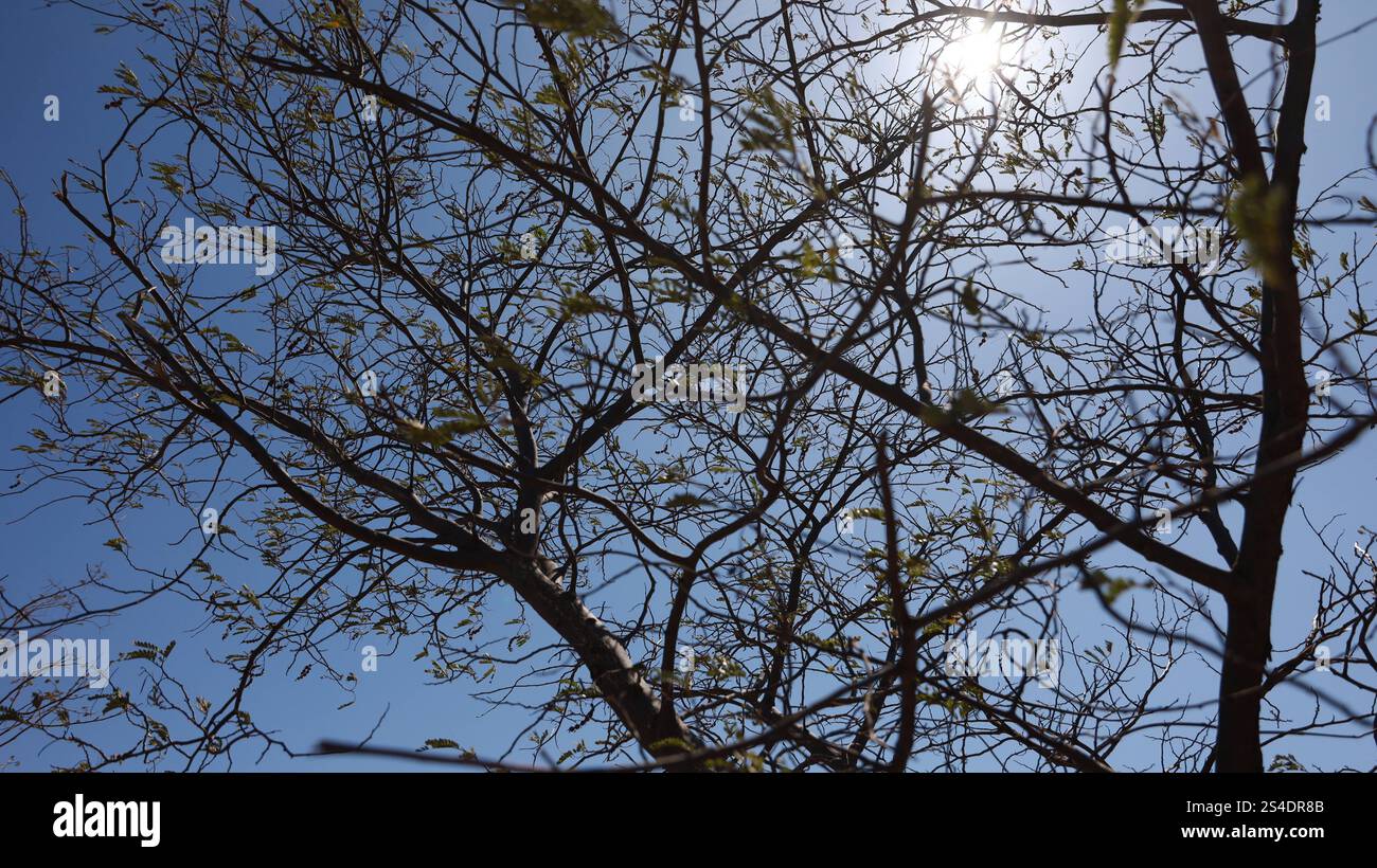 dry branches of the caatinga barra, bahia, brazil - october 1, 2023 ...