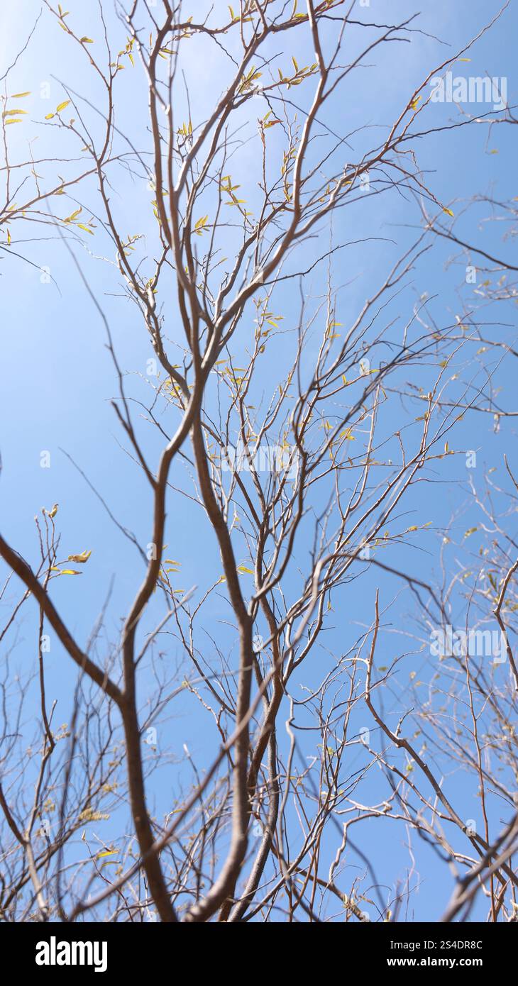 dry branches of the caatinga barra, bahia, brazil - october 1, 2023 ...